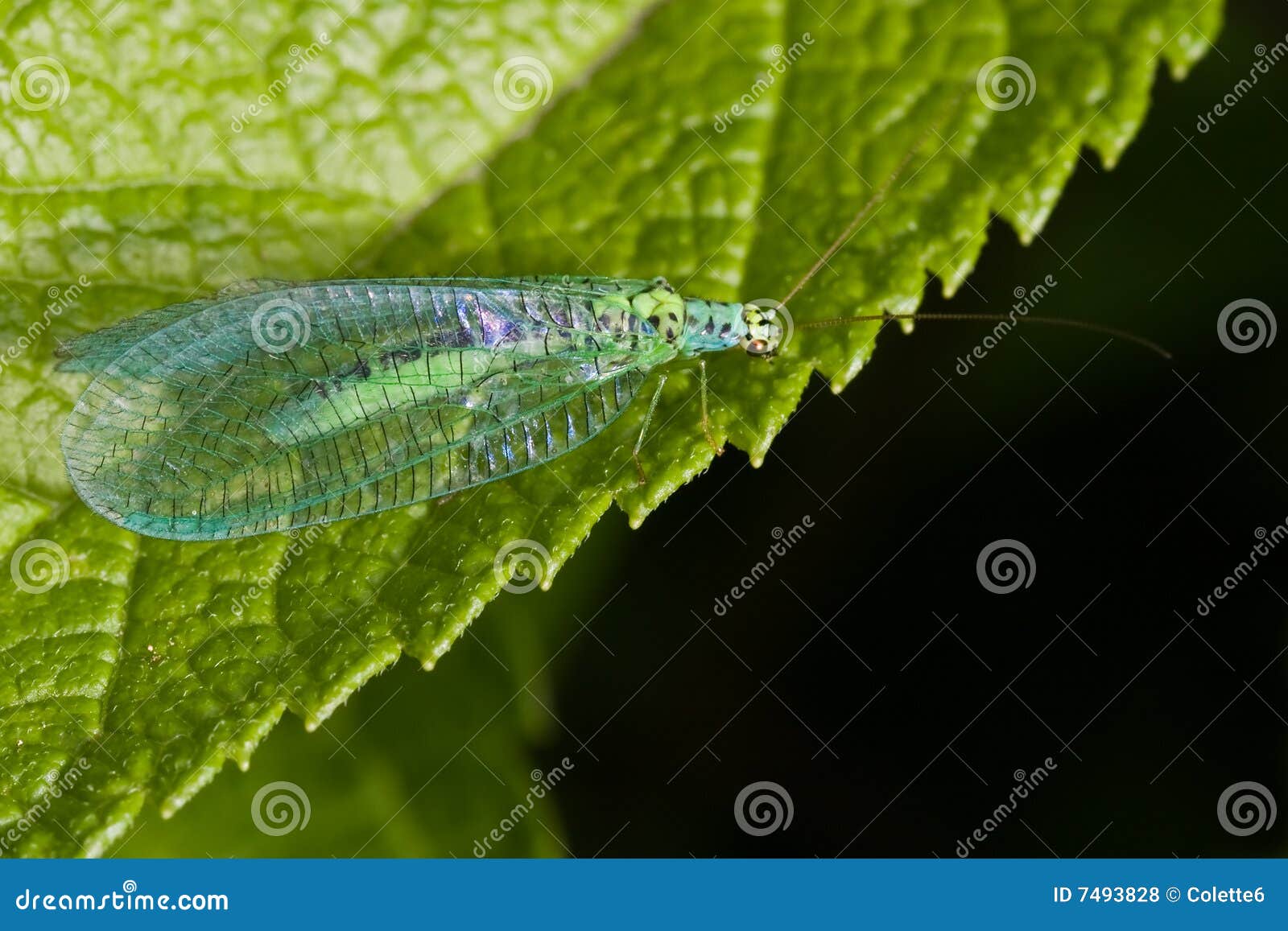 Lacewings Sitting Stock Photos - Free & Royalty-Free Stock Photos from ...