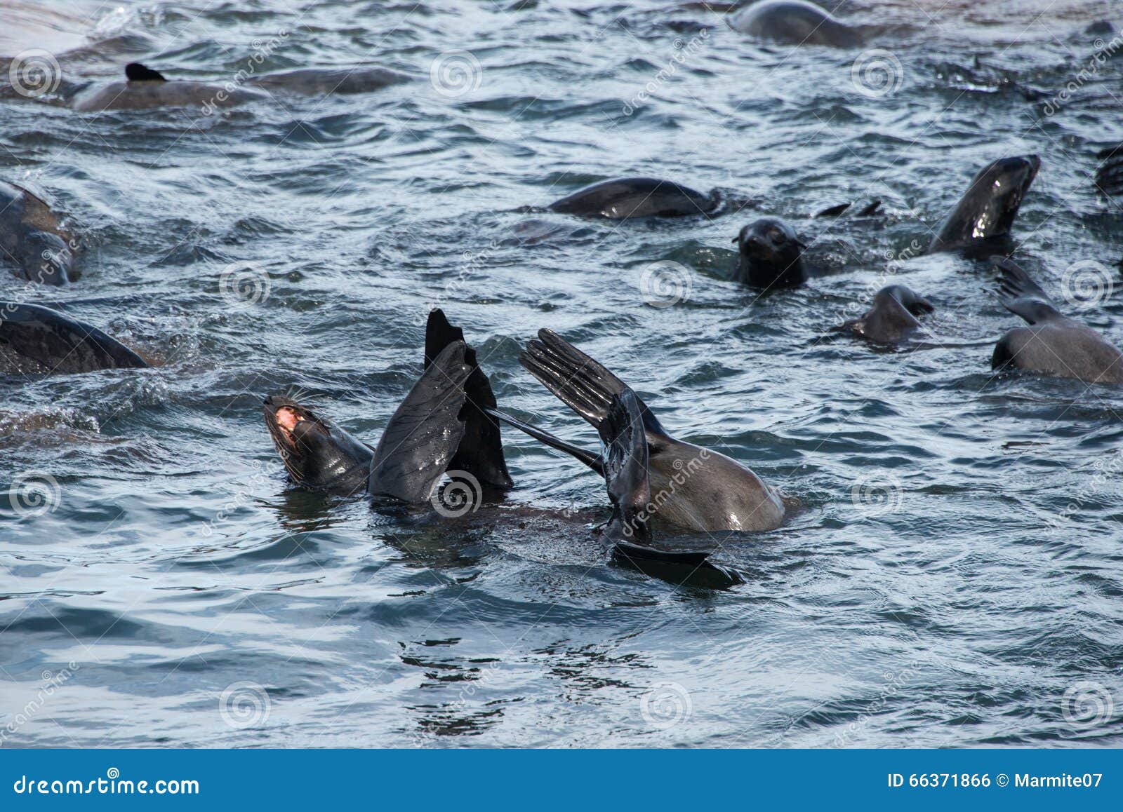 Lachende Robbe stockfoto. Bild von pelz, wasser, lügen - 66371866