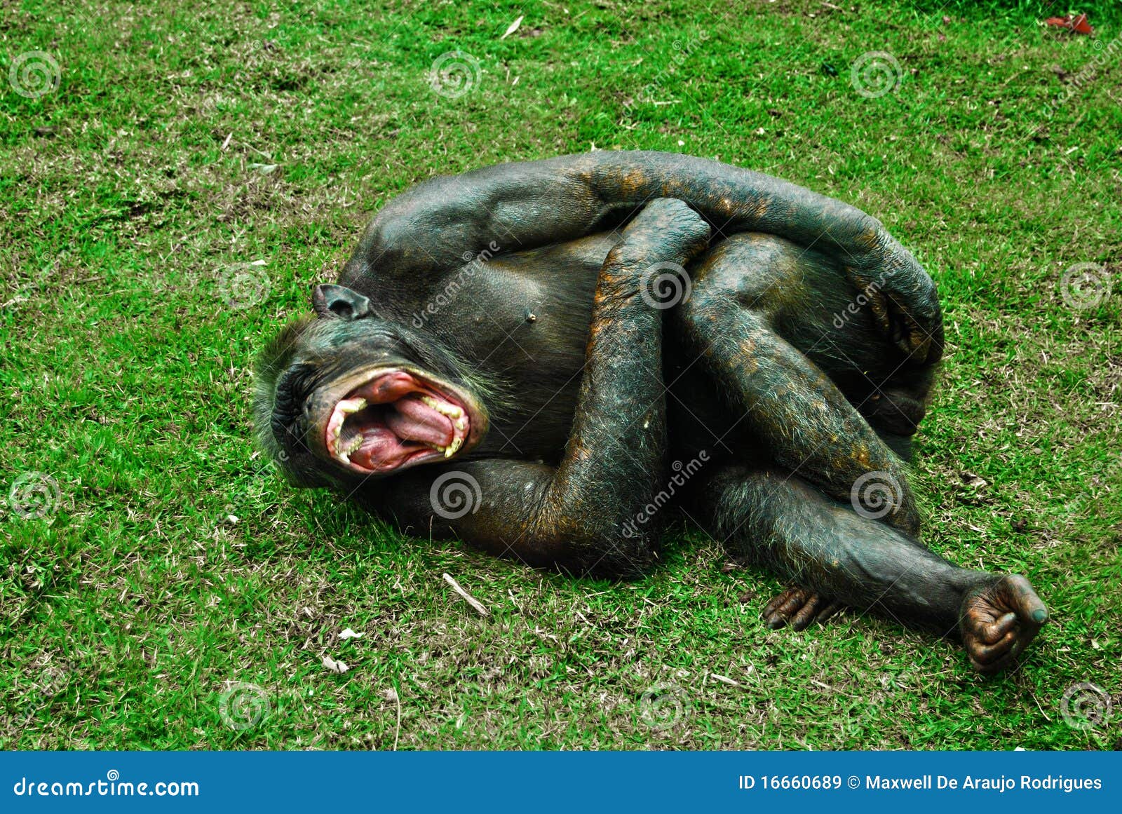 Lachender Fallhammer redaktionelles stockbild. Bild von gesicht - 16660689