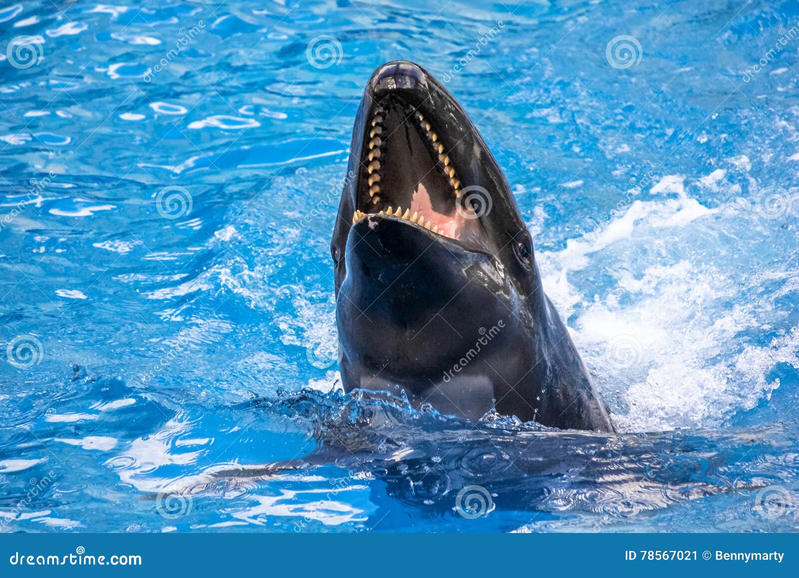 Lachender Killerwal stockbild. Bild von schwimmen, marinesoldat - 78567021