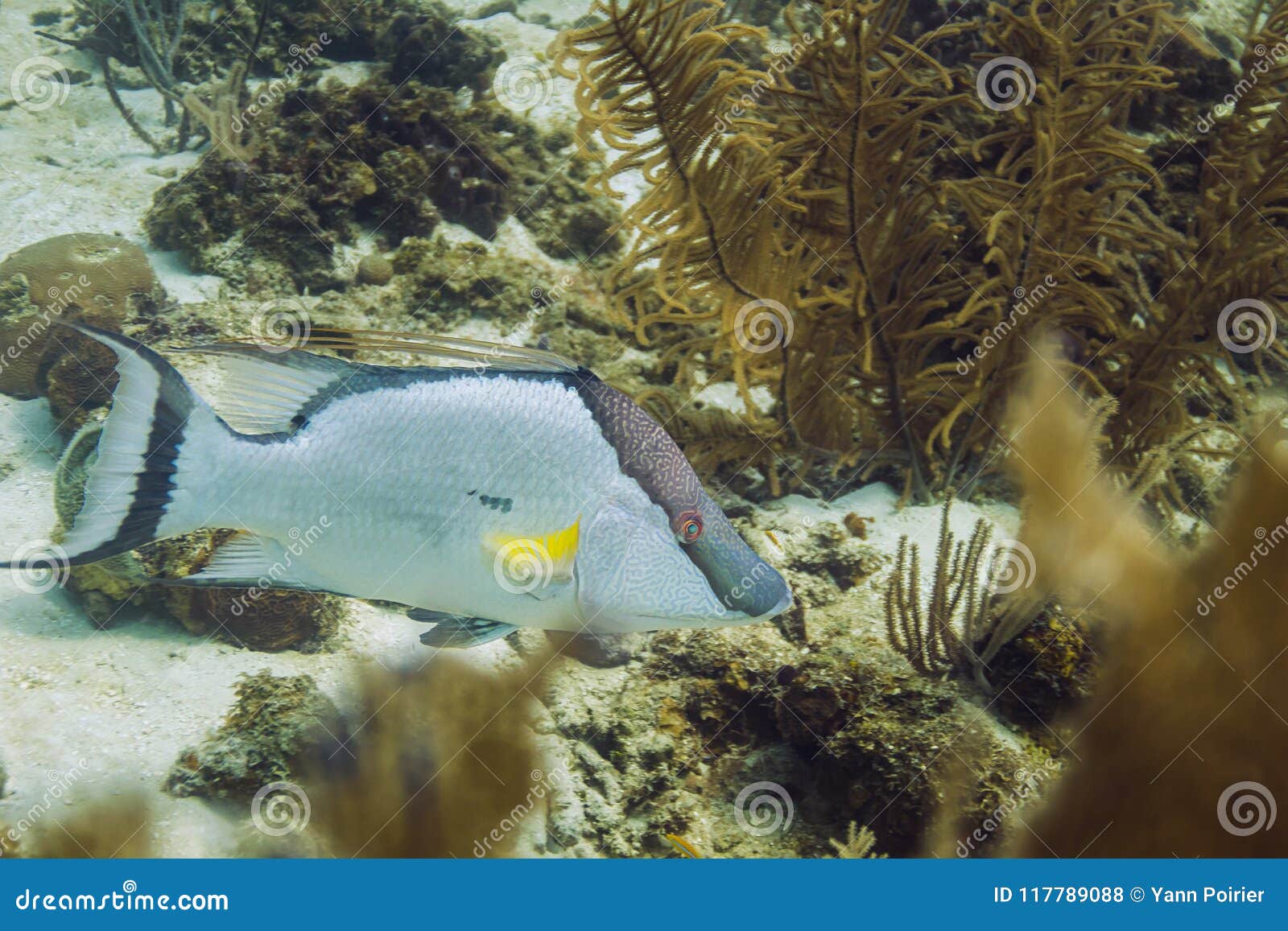 Hogfish in a coral reef stock photo. Image of wildlife - 117789088