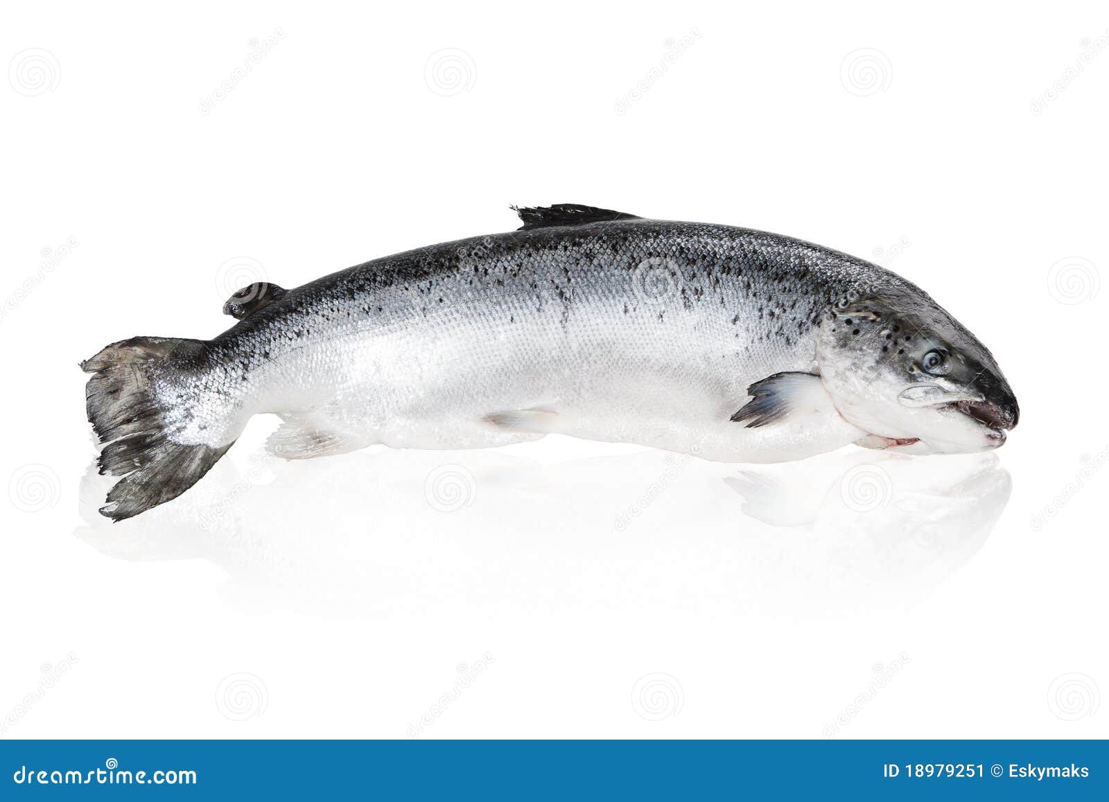 Lachse. stockbild. Bild von frech, nave, lachse, beschaffenheit - 18979251