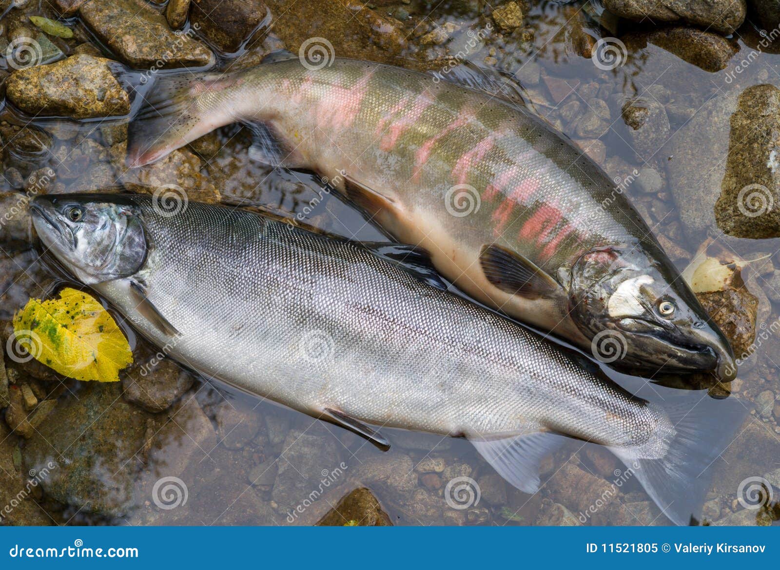 Lachse 3 stockbild. Bild von heck, lachse, abfangen, skala - 11521805