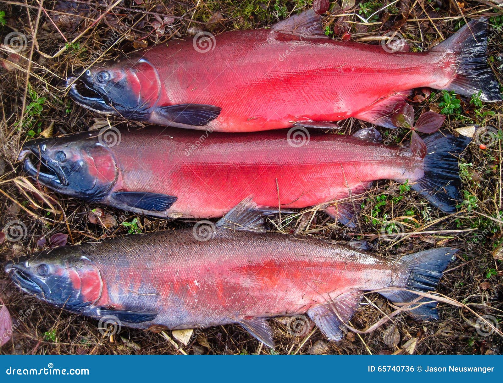 Lachse des Silbers (Coho) stockfoto. Bild von bunt, pazifisch - 65740736