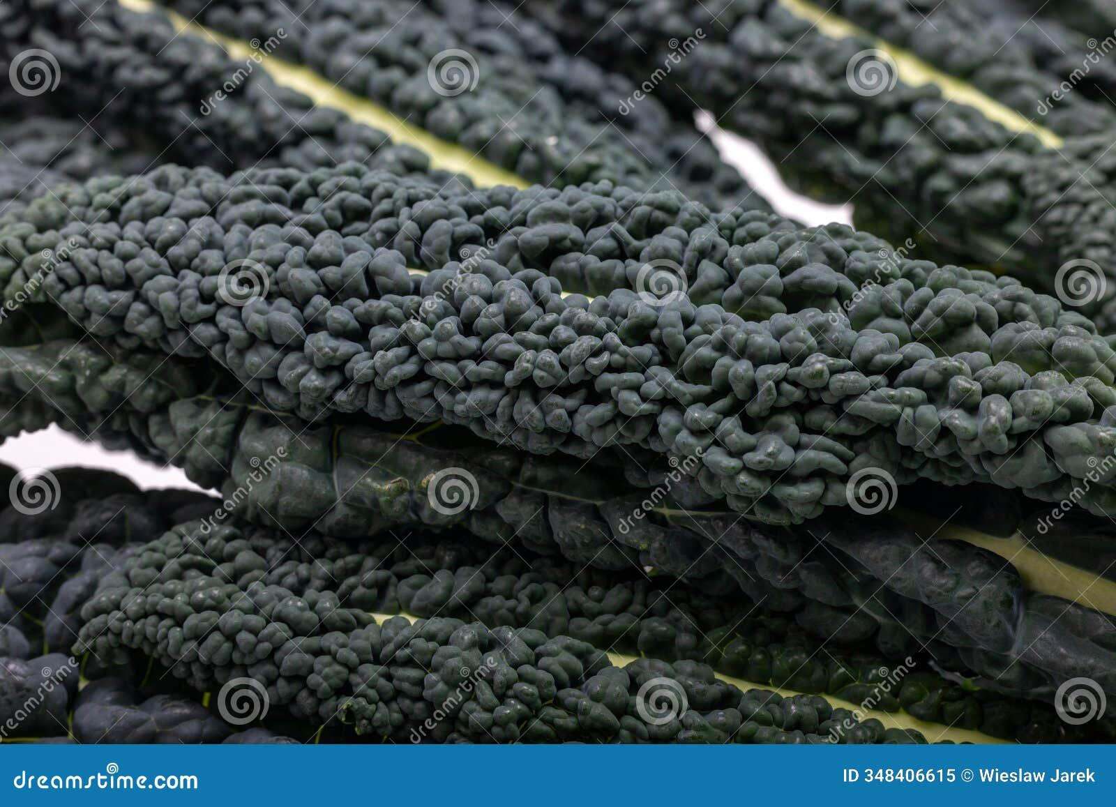 Lacinato Kale or Known As Tuscan Kale. Stock Image - Image of tuscan ...