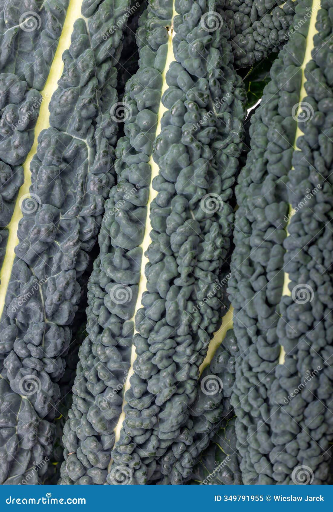 Lacinato Kale or Known As Tuscan Kale. Stock Image - Image of palm ...