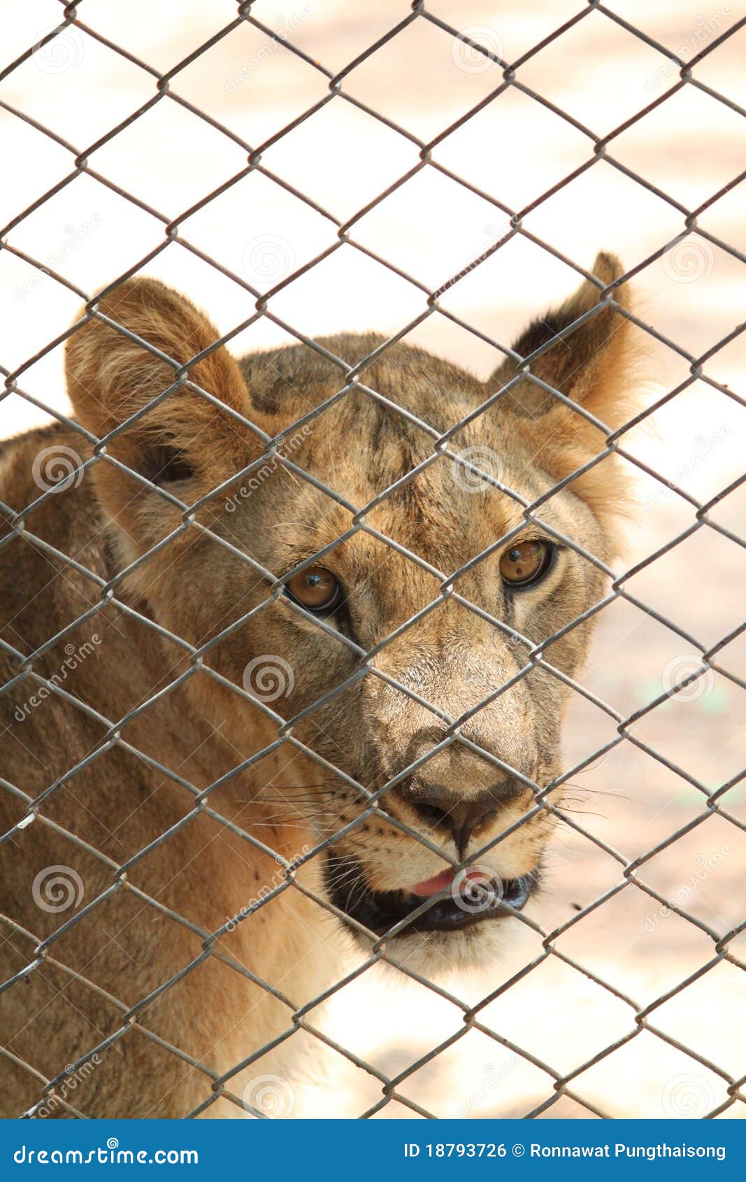 Lack of independence. stock photo. Image of penitentiary - 18793726