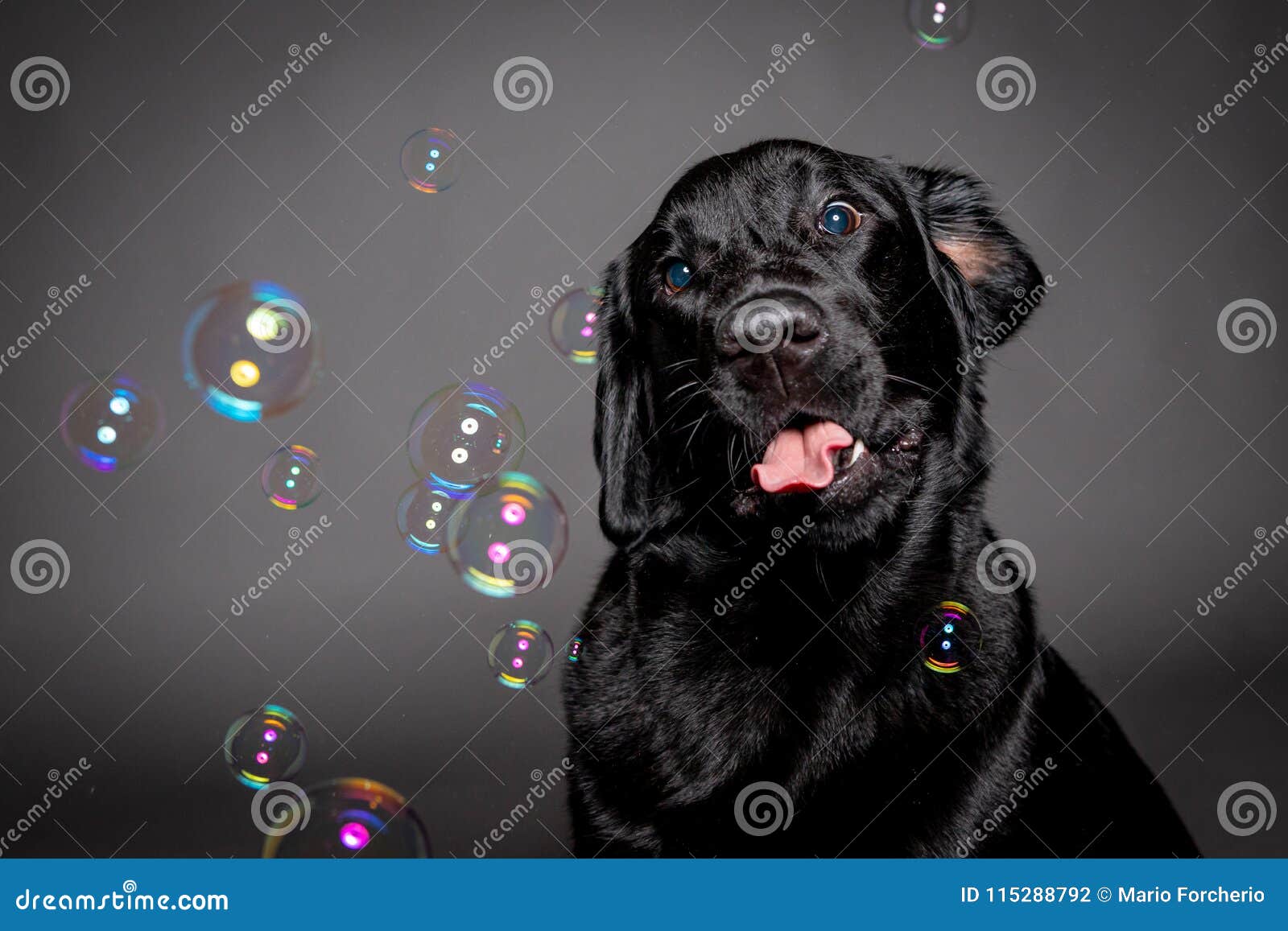 Lack Labrador with Funny Expression Playing with Soap Bubbles Stock ...