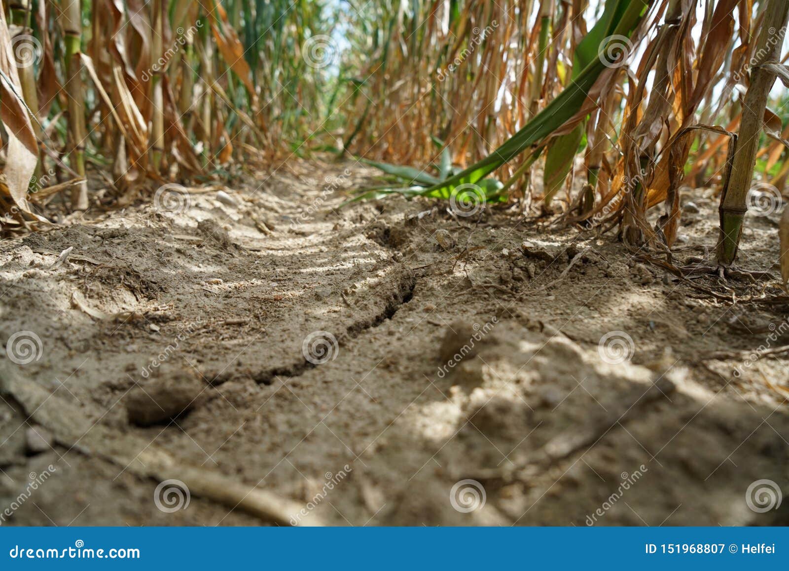 Lack of Rainfall and Climate Change Lead To Dryness and Drought at High ...