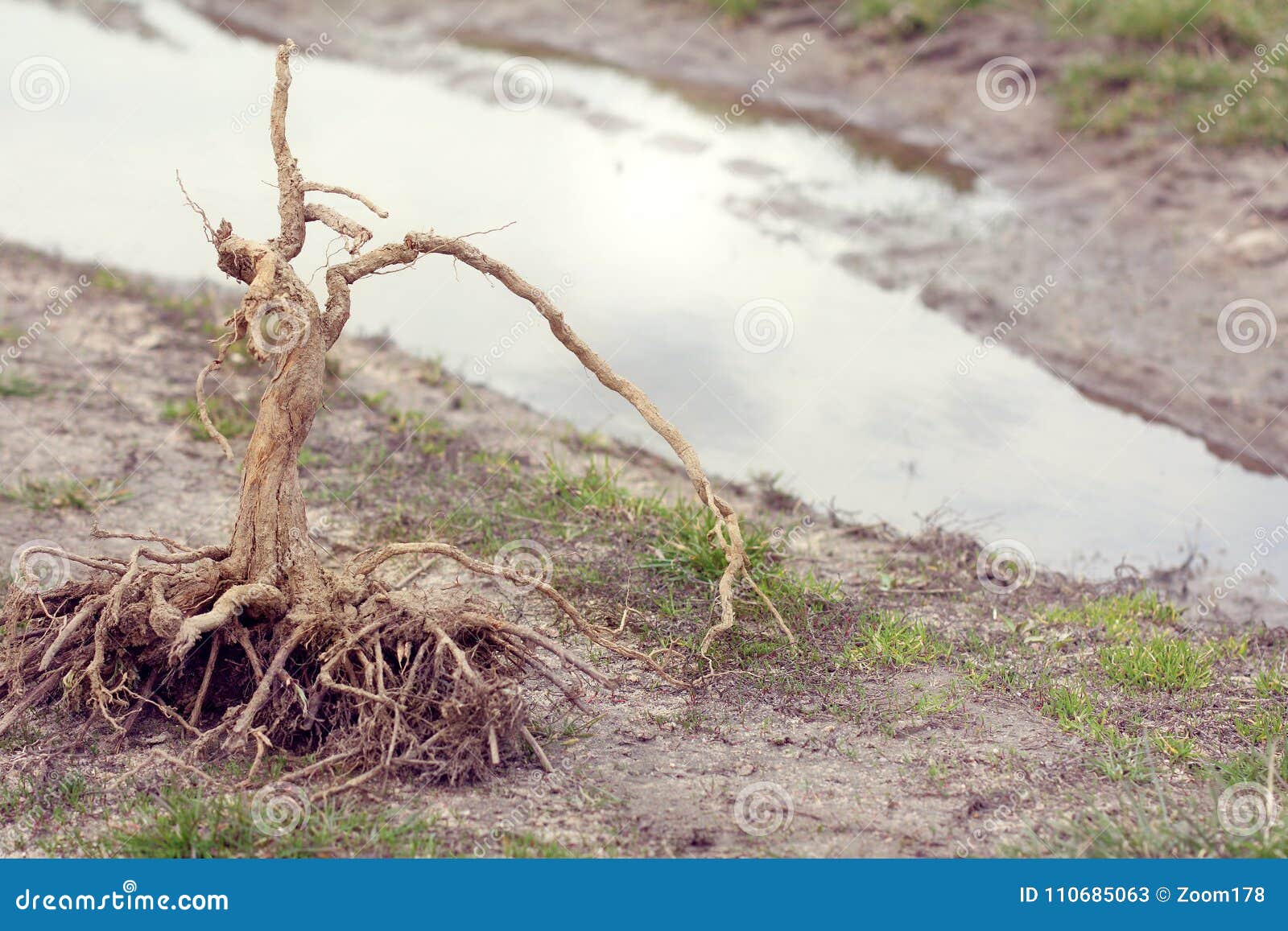 Lack of water for plants stock image. Image of drought - 110685063