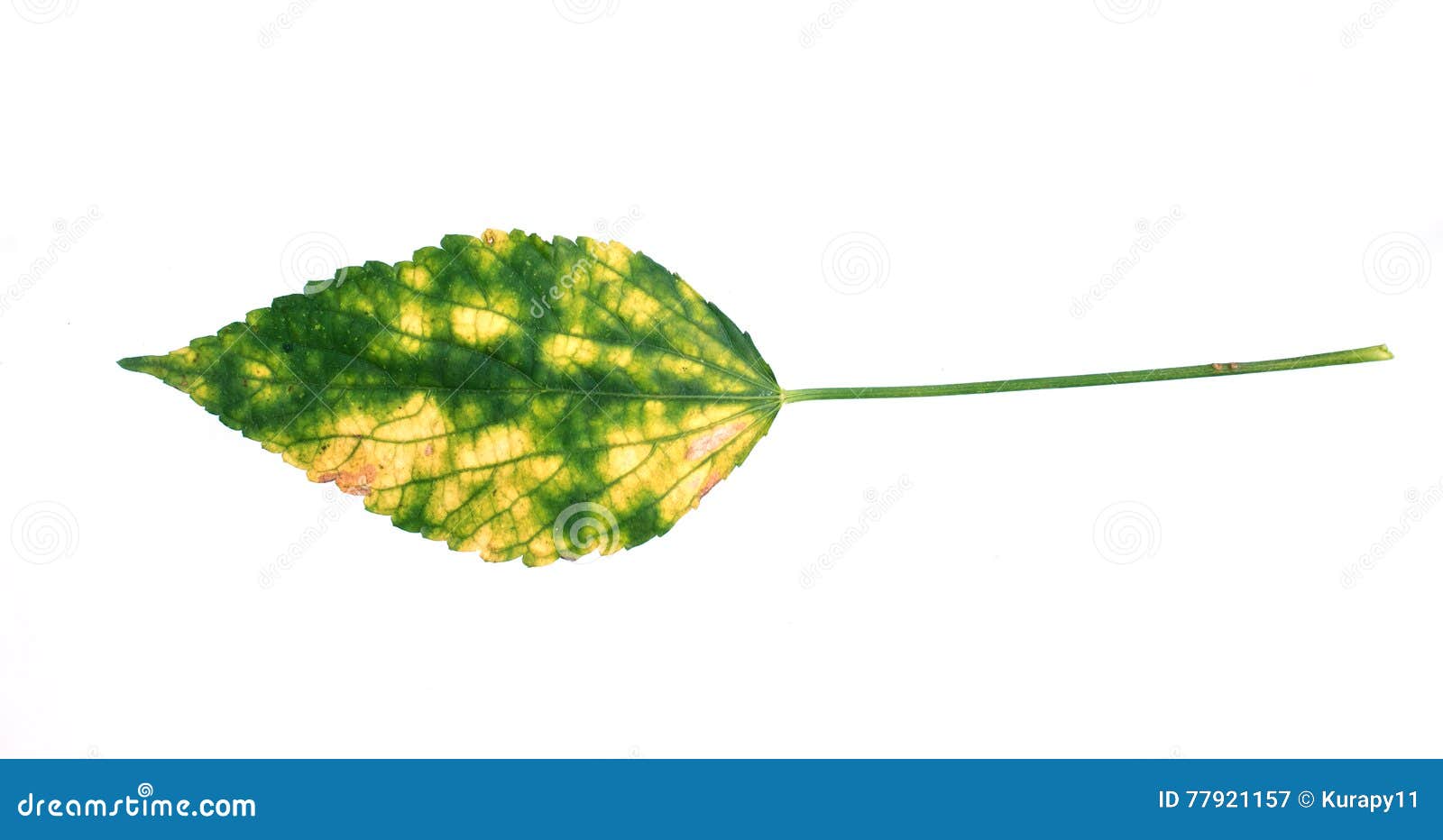 Lack of Zinc Disease on Leaf Stock Image - Image of stomata, green ...