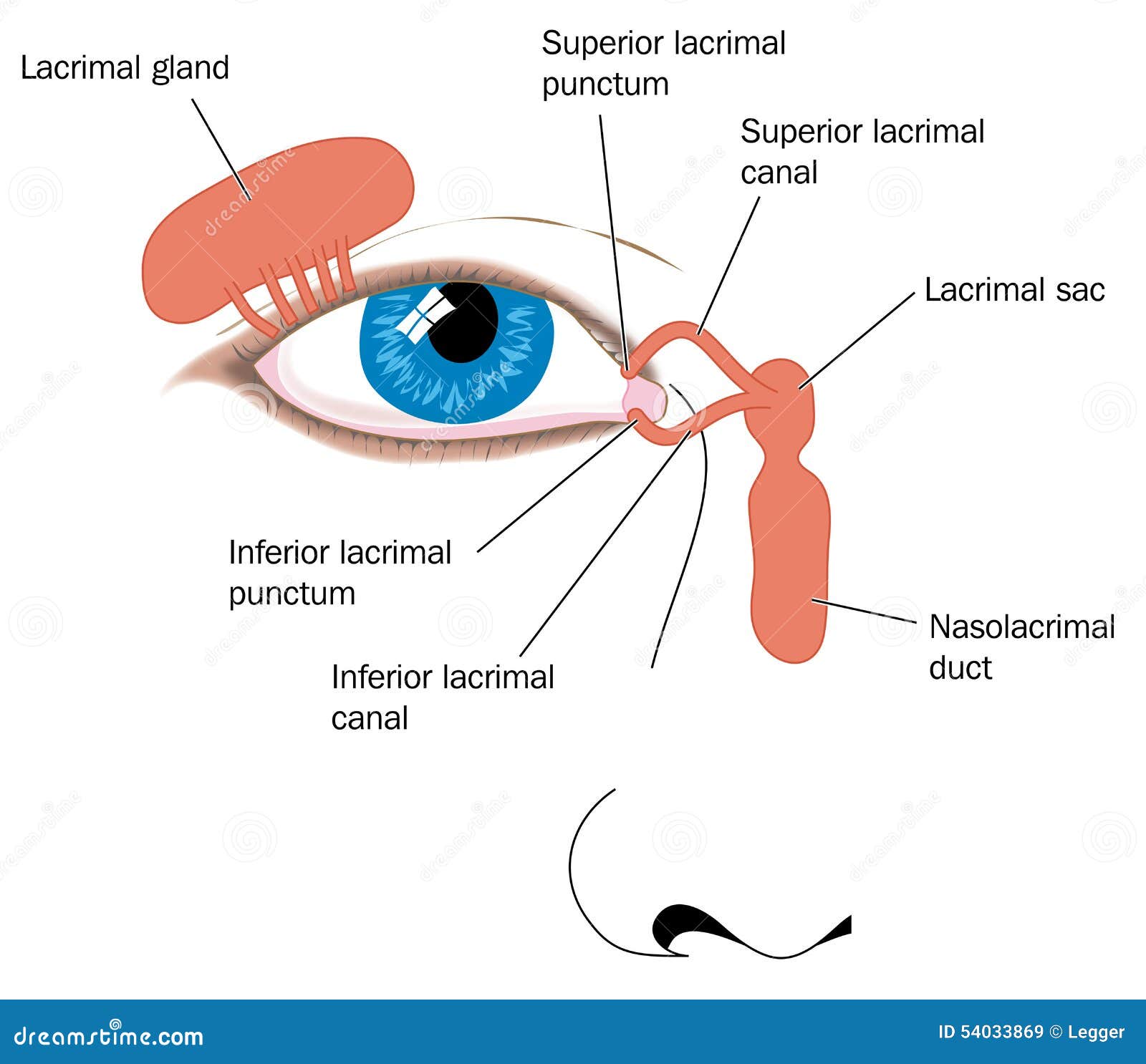 Lacrimal αδένας διανυσματική απεικόνιση. εικονογραφία από bipeds - 54033869