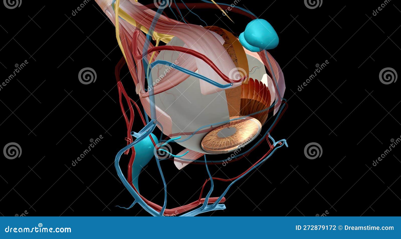 Lacrimal Apparatus. Tear Production And Lacrimal Gland Cartoon Vector ...
