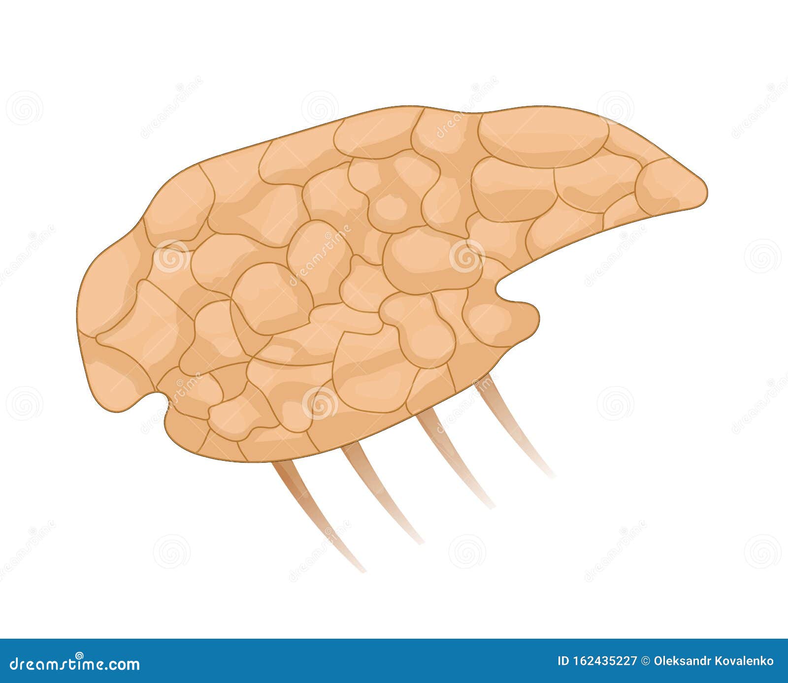 Tear Gland Anatomy Vector Illustration | CartoonDealer.com #213263998