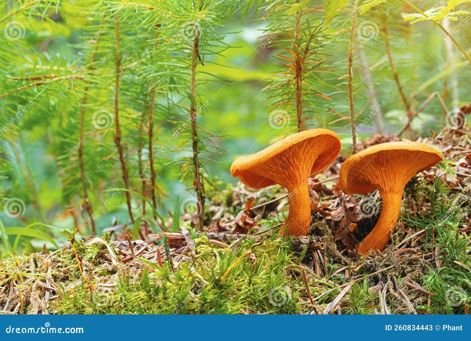 Lactarius Deliciosus Mushrooms Growing in the Forest Stock Image ...