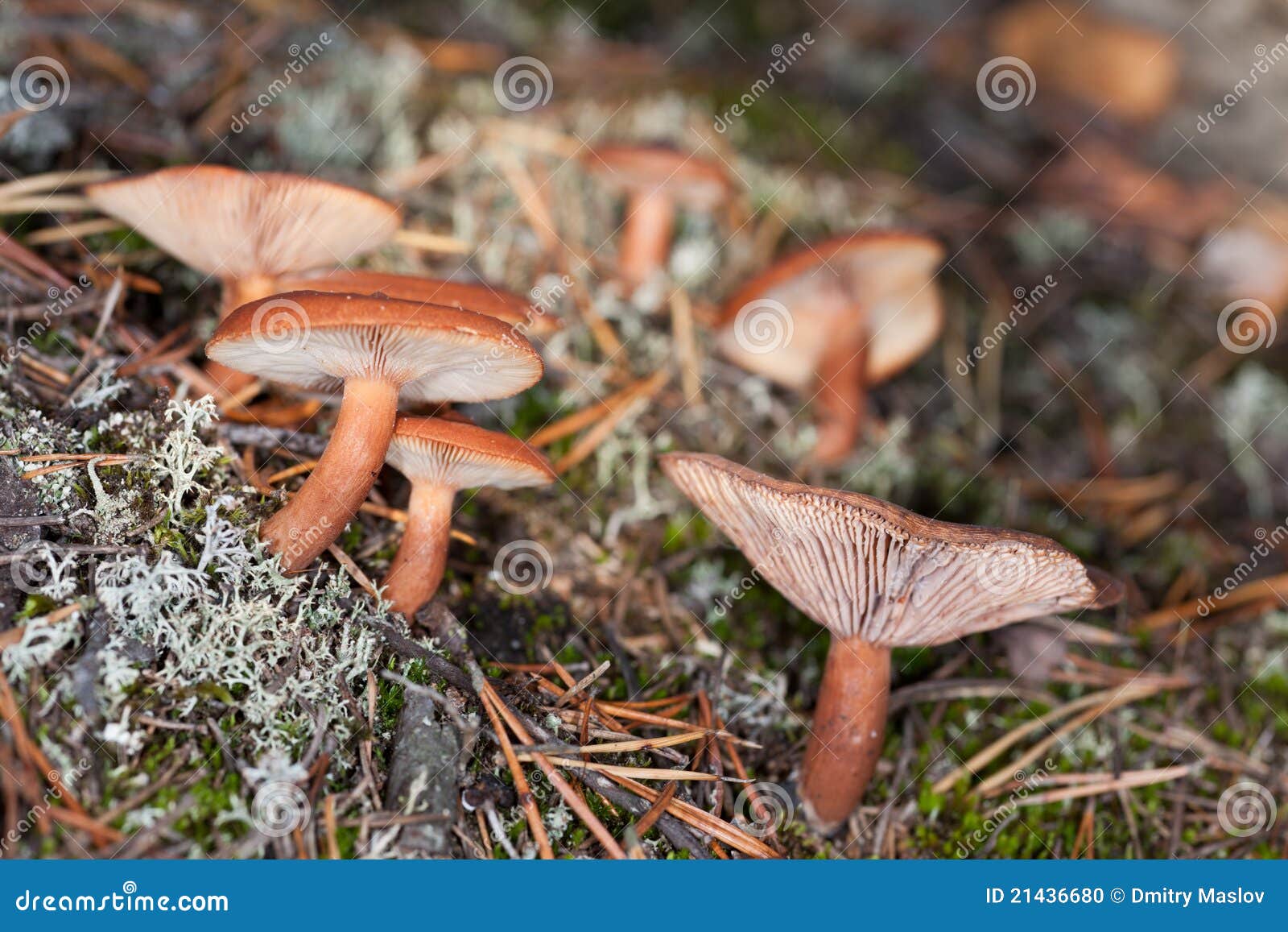 Lactarius Rufus, Edible Mushroom In Autumn Forest. Rufous Milkcap Or ...