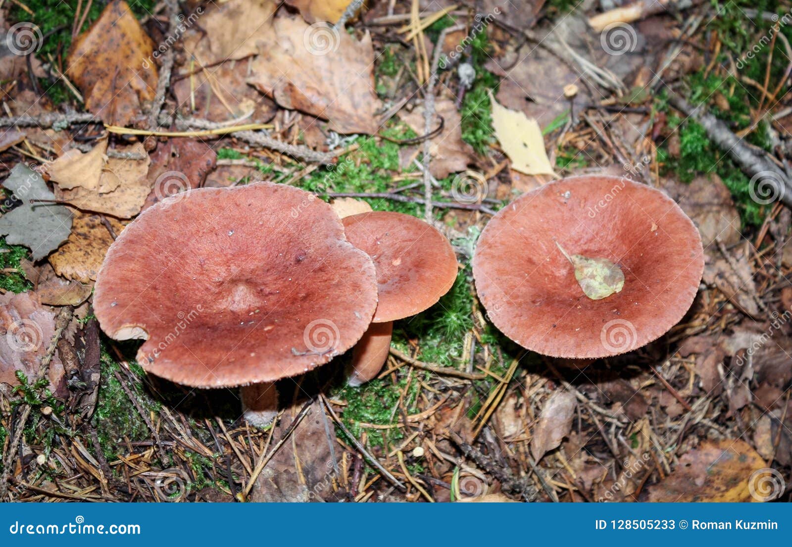 Lactarius Rufus. Edible Mushrooms for Pickling in the Autumn Forest ...