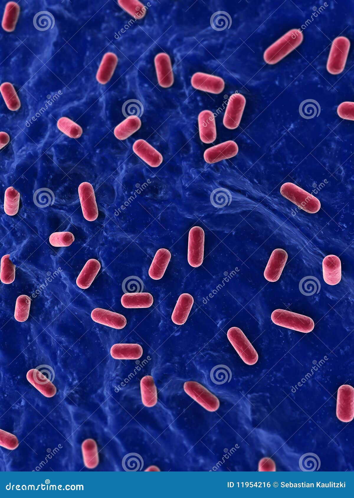 Lacto Bazillus stock abbildung. Illustration von organ - 11954216