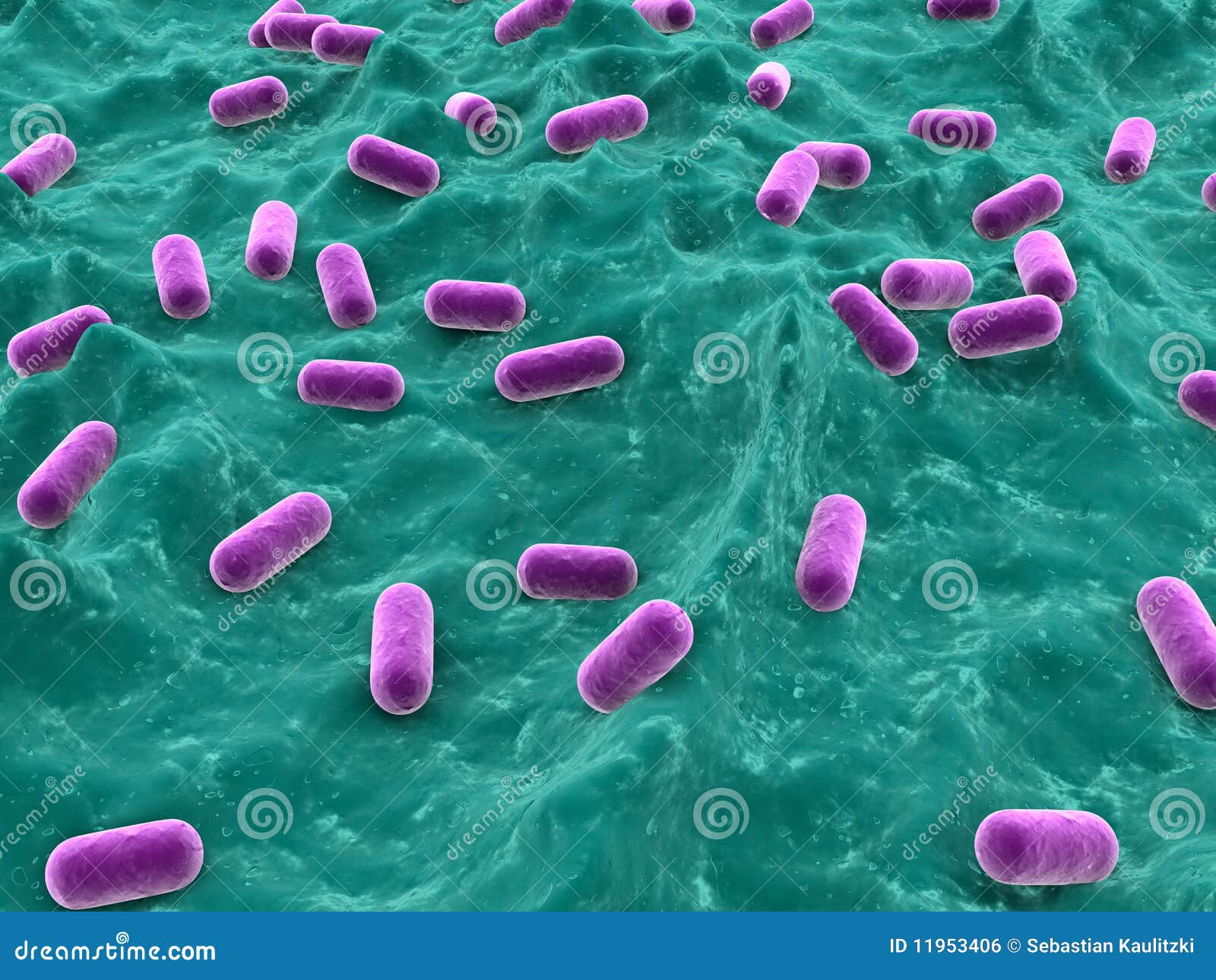 Lactobacille illustration stock. Illustration du microscopique - 11953406