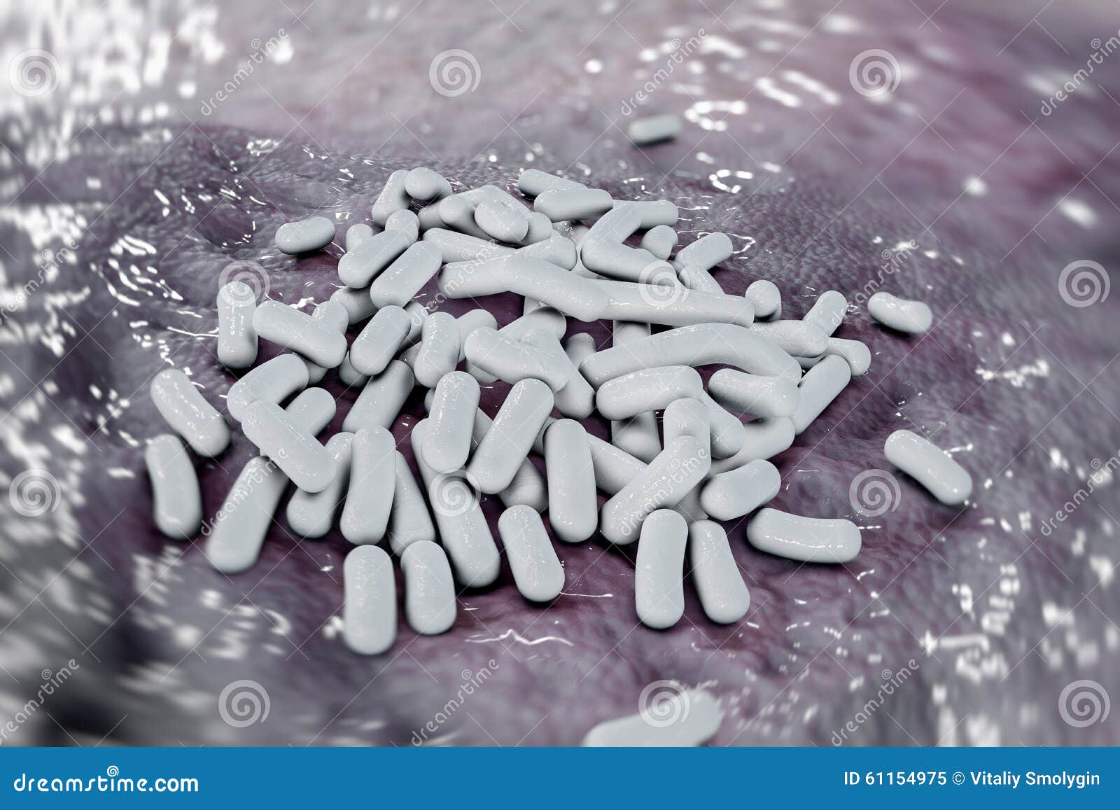 Lactobacillus Bacteria Types Set. Lactic Acid Bacteria Group ...