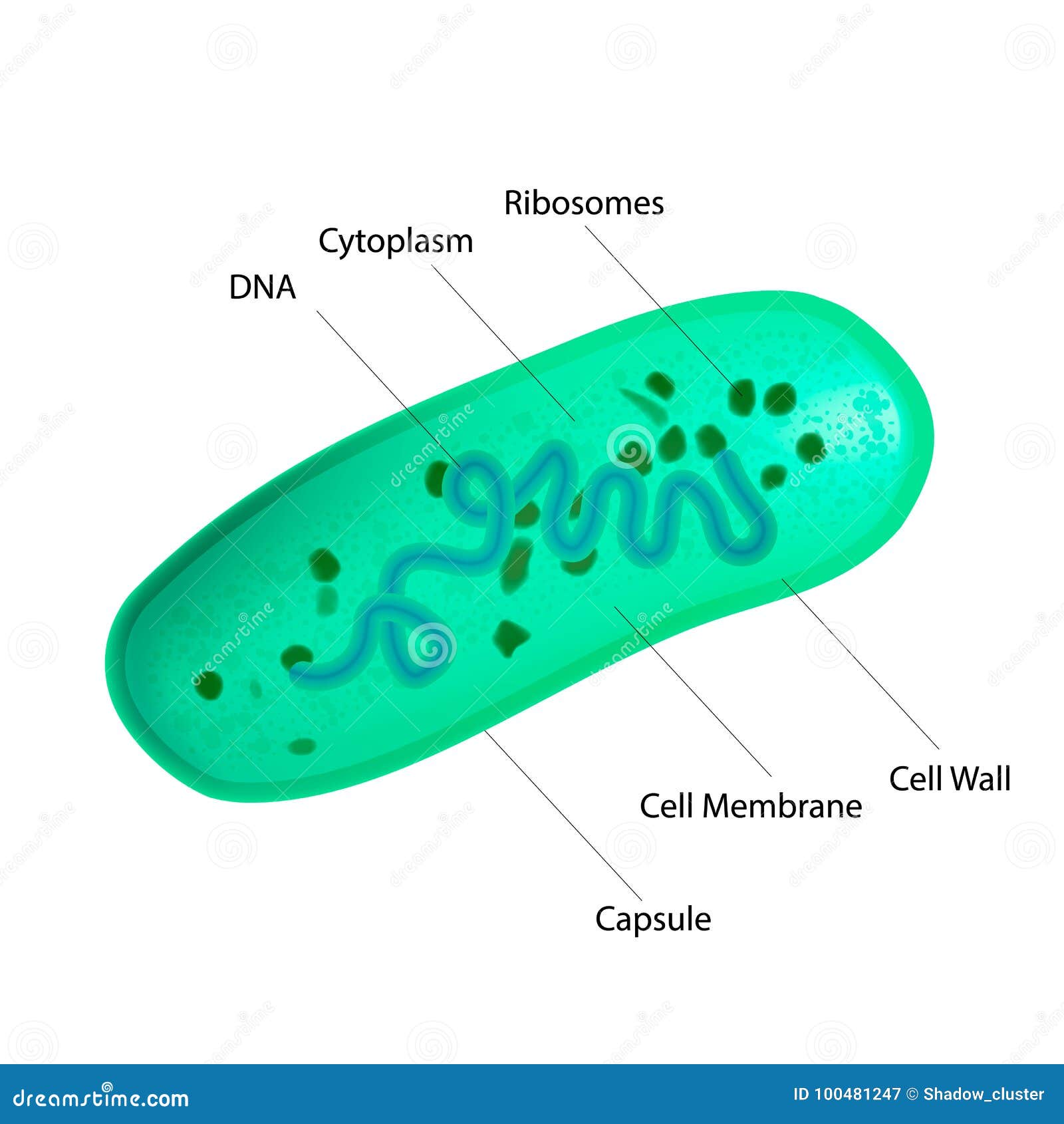Lactobacillus Bacteria Structure Stock Vector - Illustration of ... Lactobacillus Bacteria Structure Stock Vector - Illustration of ...