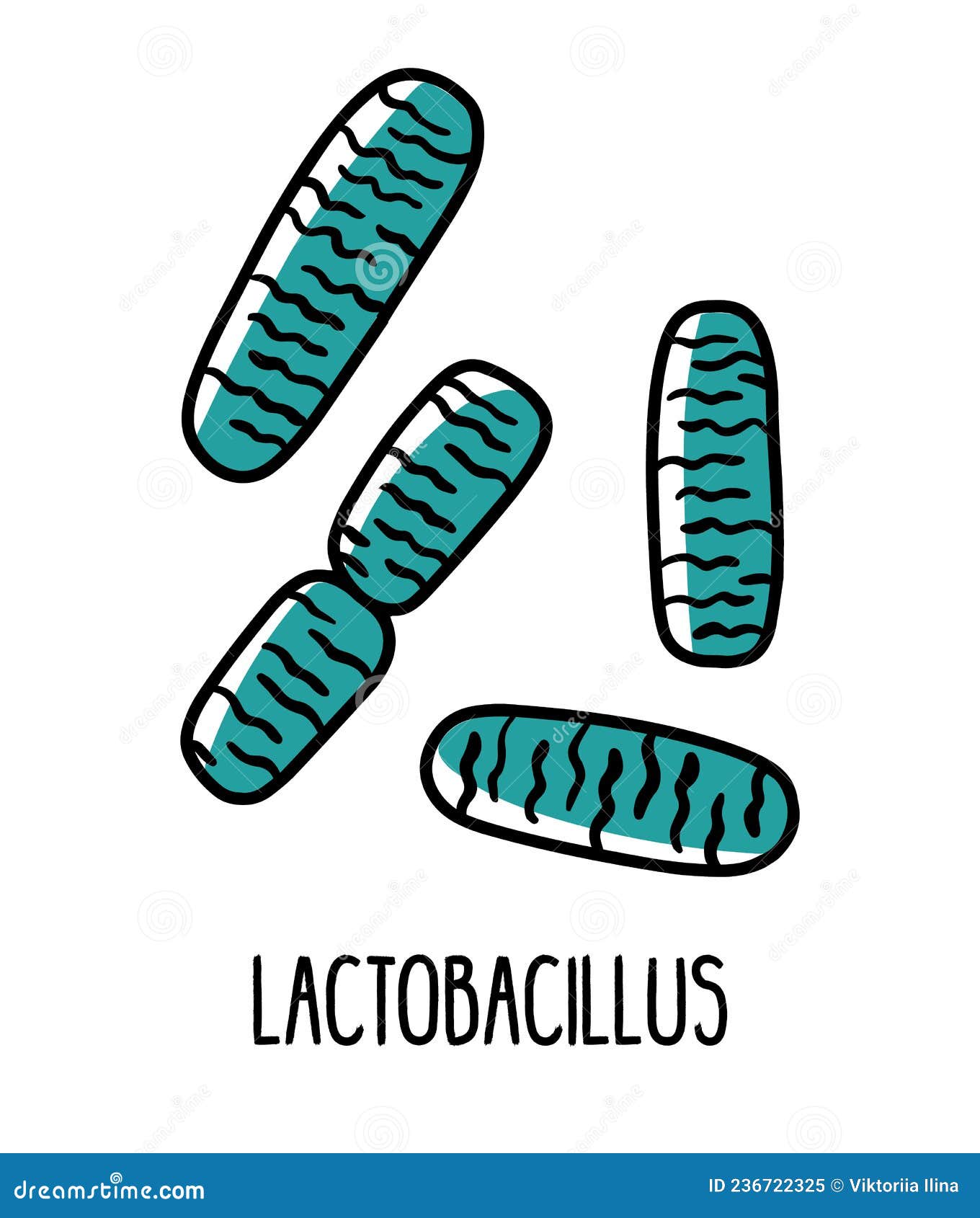 Lactobacillus Bacterium in the Intestinal Microflora, Vector ...