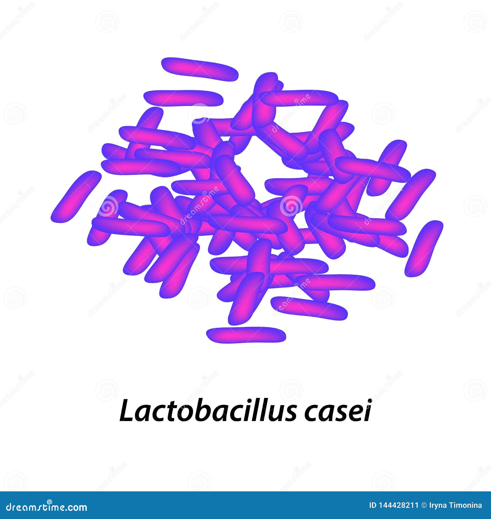 Lactobacillus. Probiotic. Lactobacillus Casei. Infographics. Vector ...