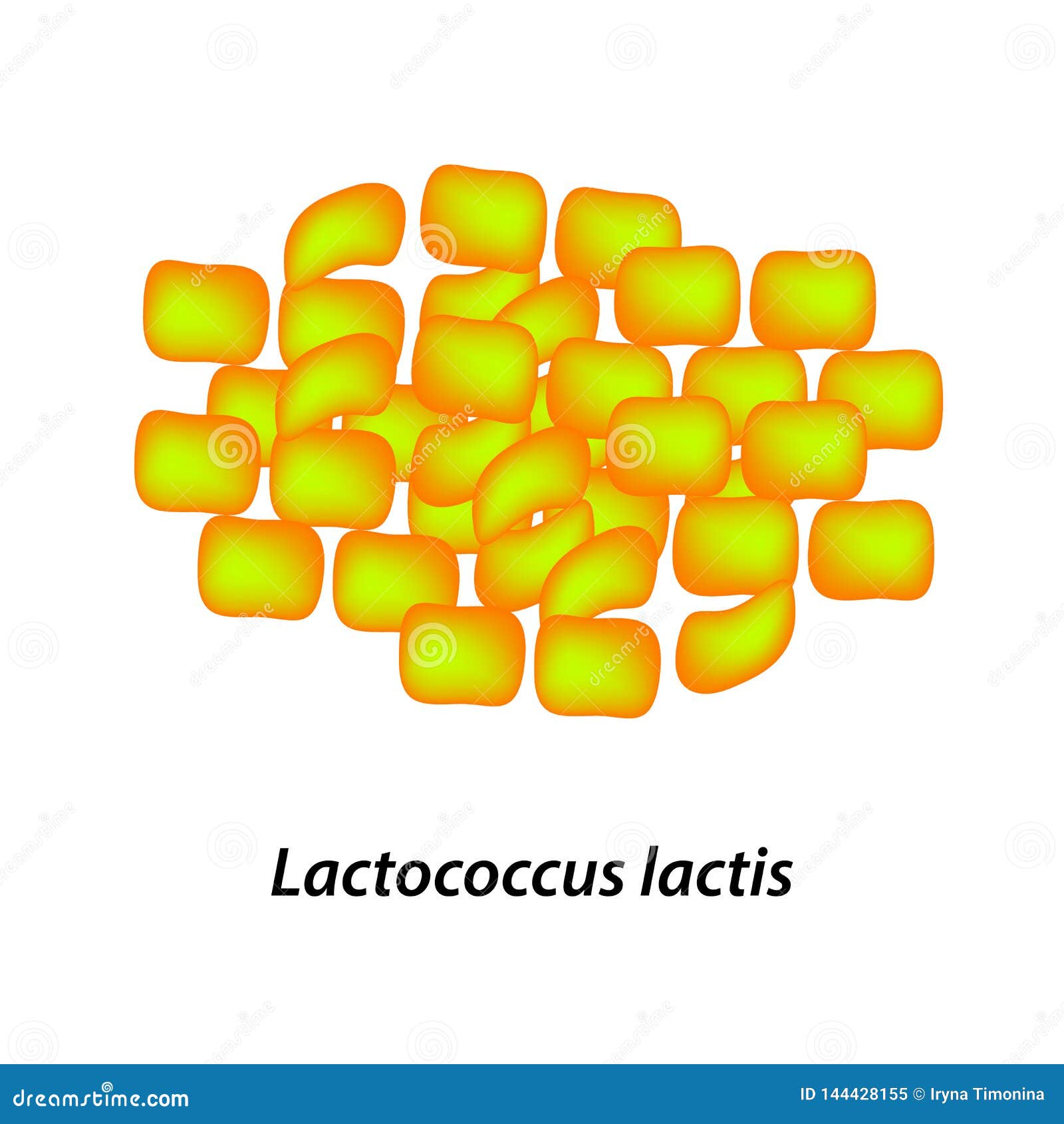 Lactobacillus. Probiotic. Lactococcus Lactis. Infographics. Vector ...