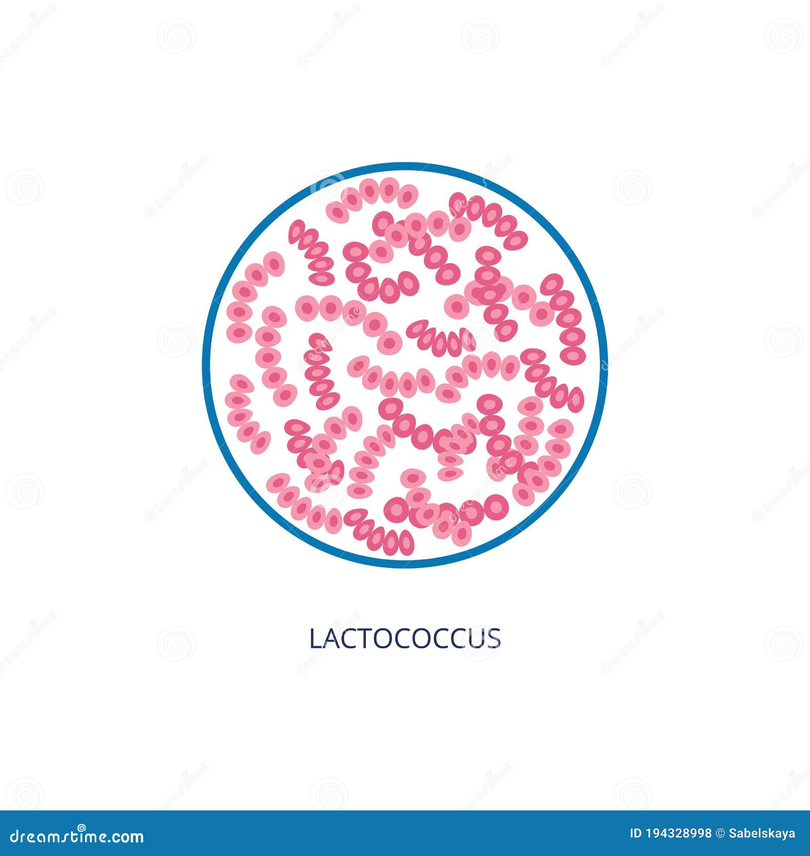 Lactococcus Bacterias Under Microscope View, Vector Illustration ...