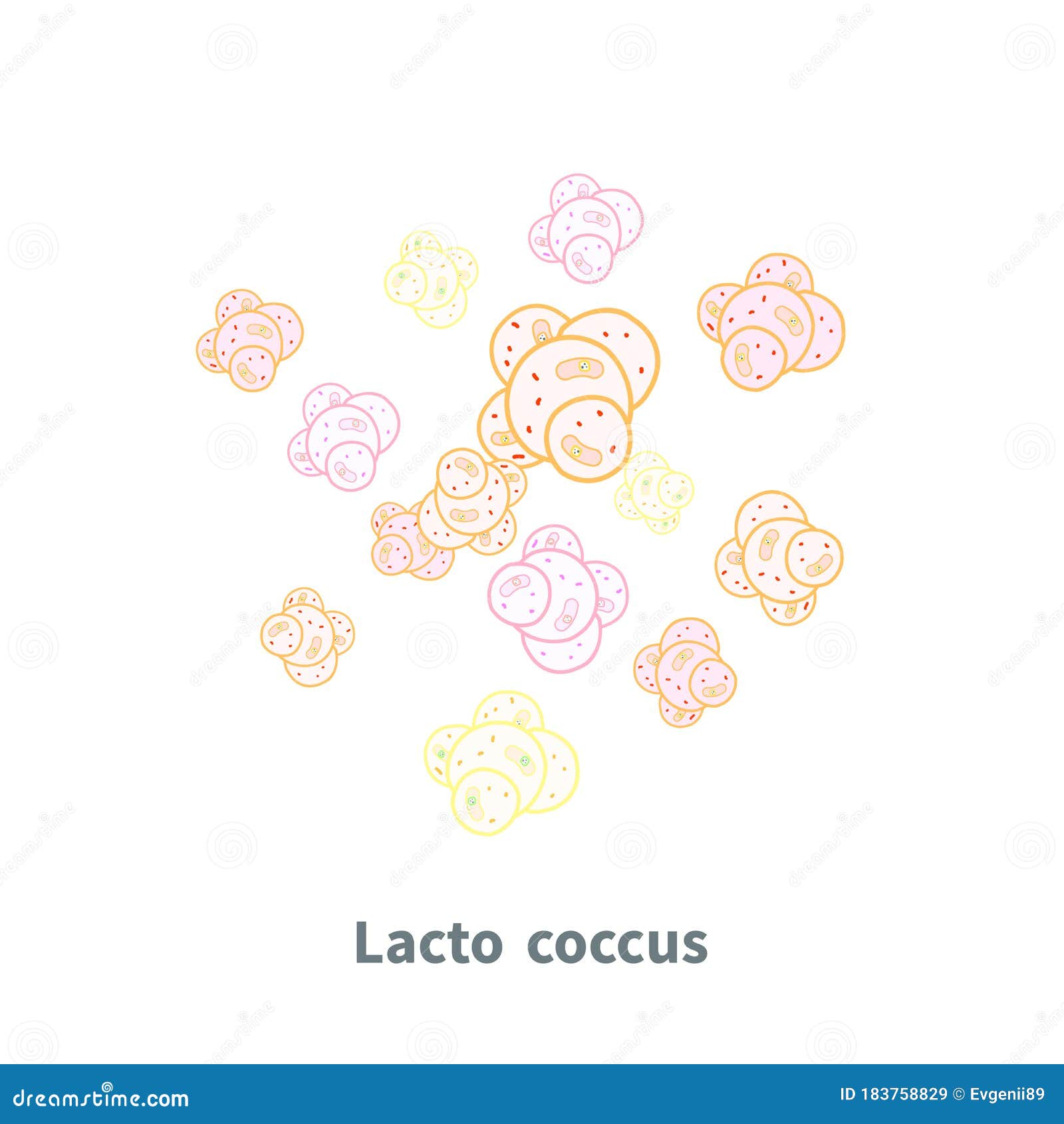 Lactococcus. Probiotics. Lactic Acid Bacteria. Good Bacteria And ...