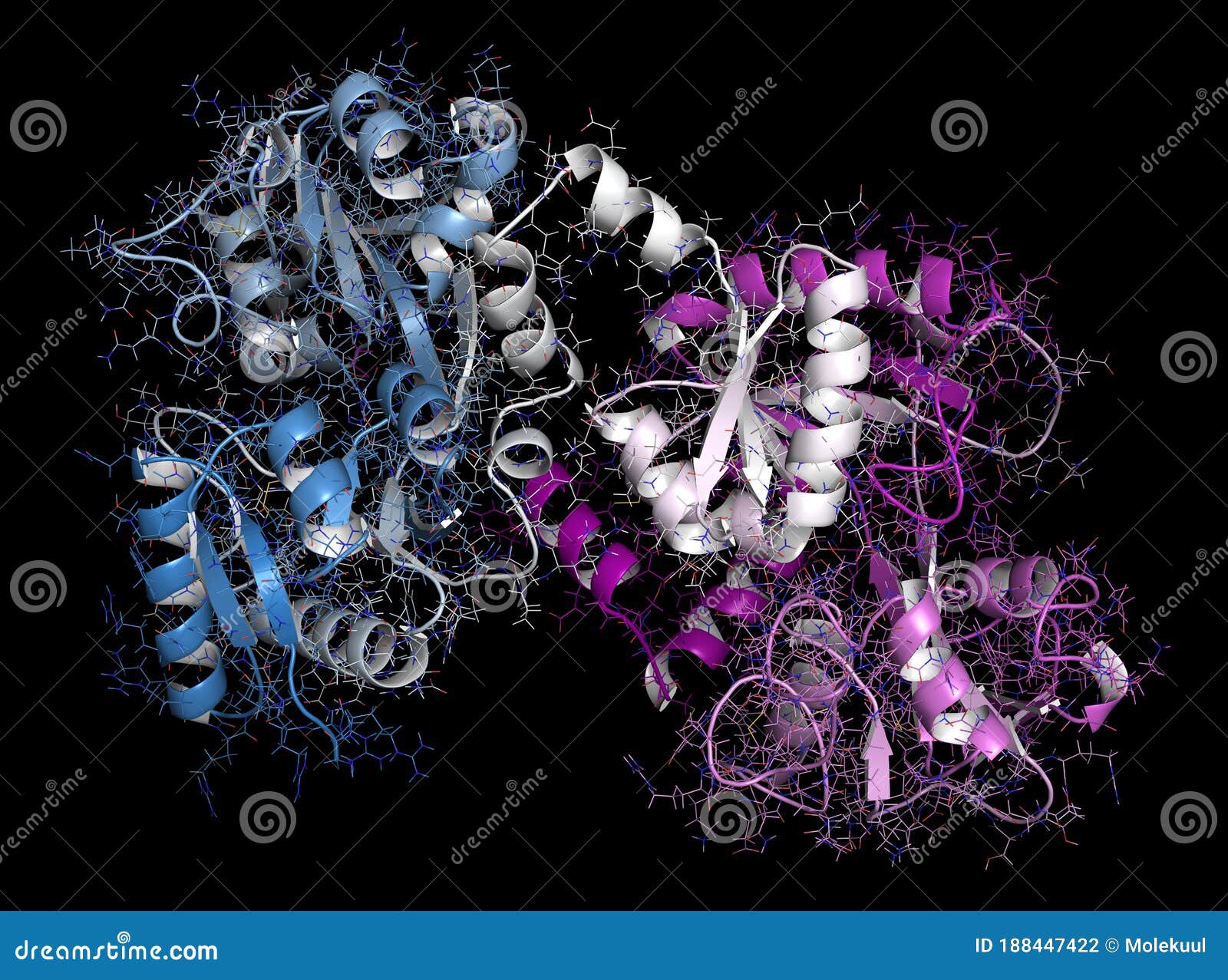 Lactoferrin Protein. Lactoferrin is an Iron-binding Protein that is ...