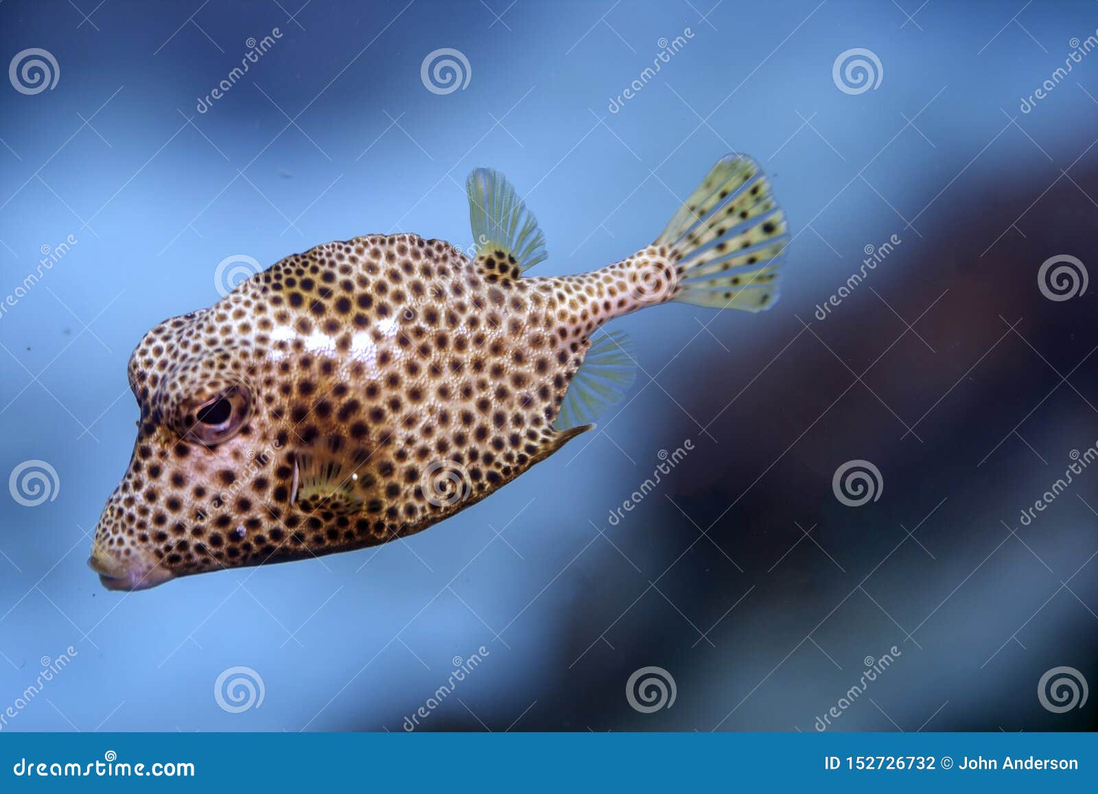 Lactophrys Triqueter,smooth Trunkfish Stock Photo - Image of diving ...