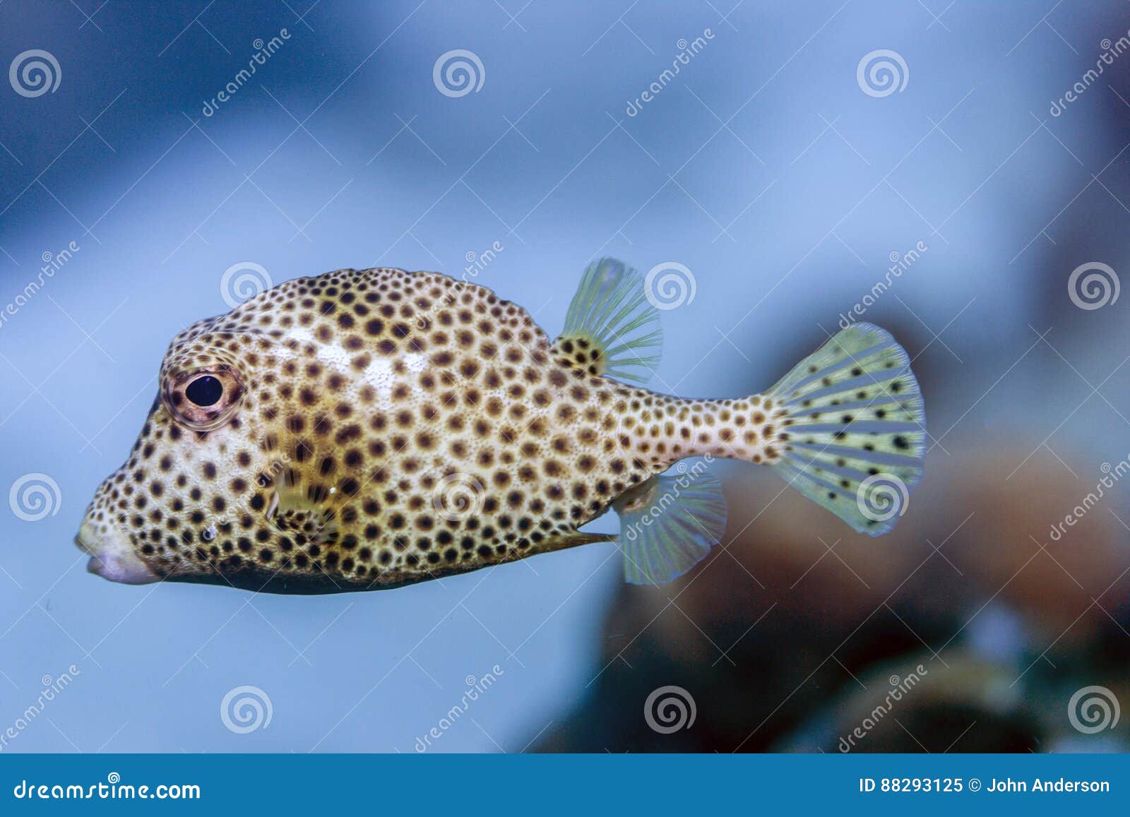 Lactophrys Triqueter; Smooth Trunkfish Stock Image - Image of boxfish ...