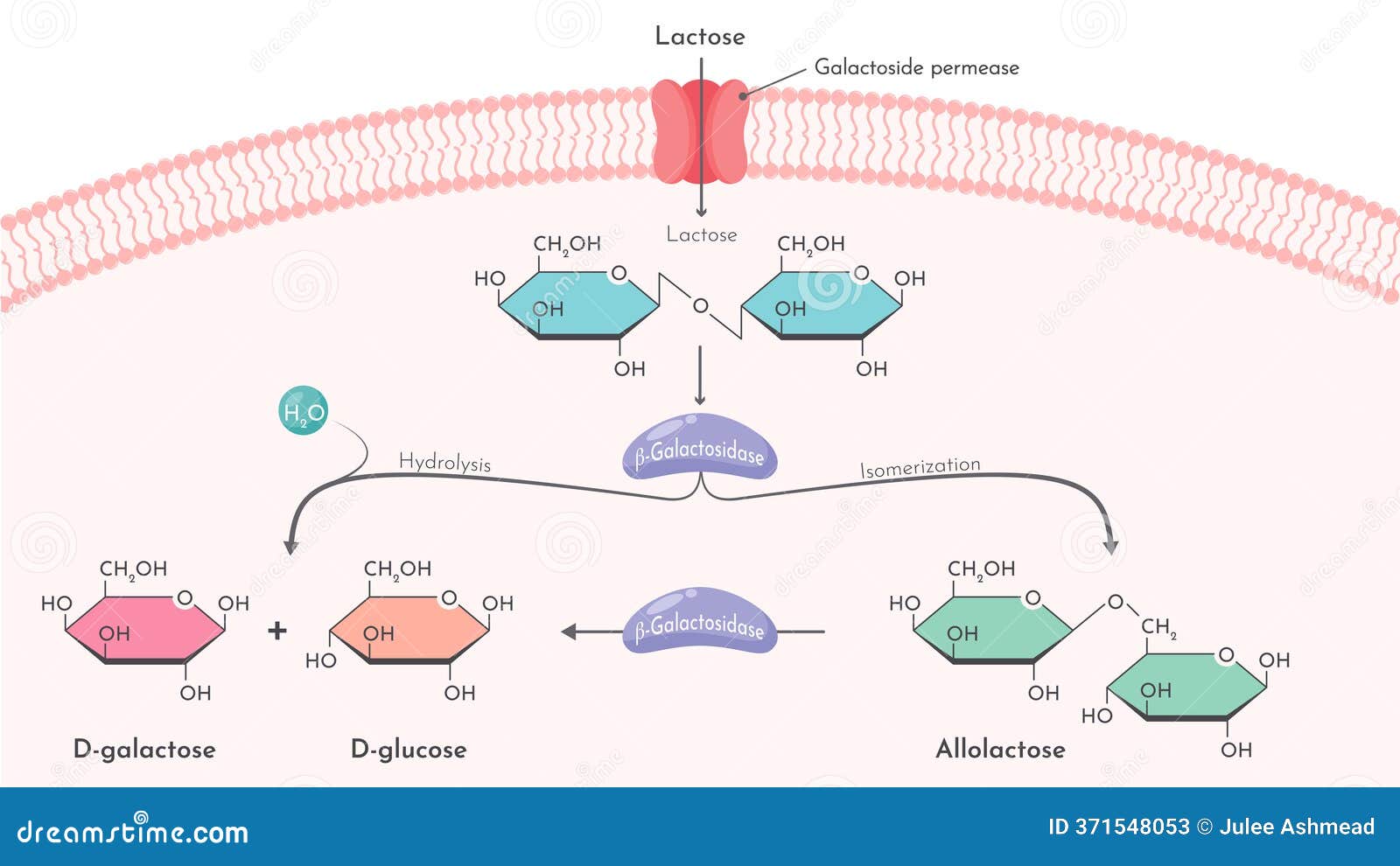 Galactose Cartoons, Illustrations & Vector Stock Images - 283 Pictures ...