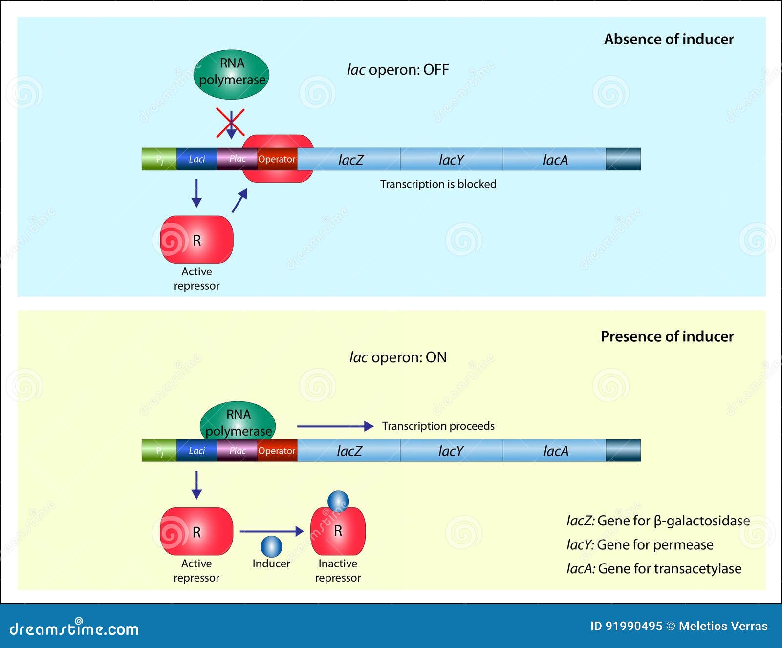 Illustration Of Lac Operon Structure On White Background Demonstrating ...