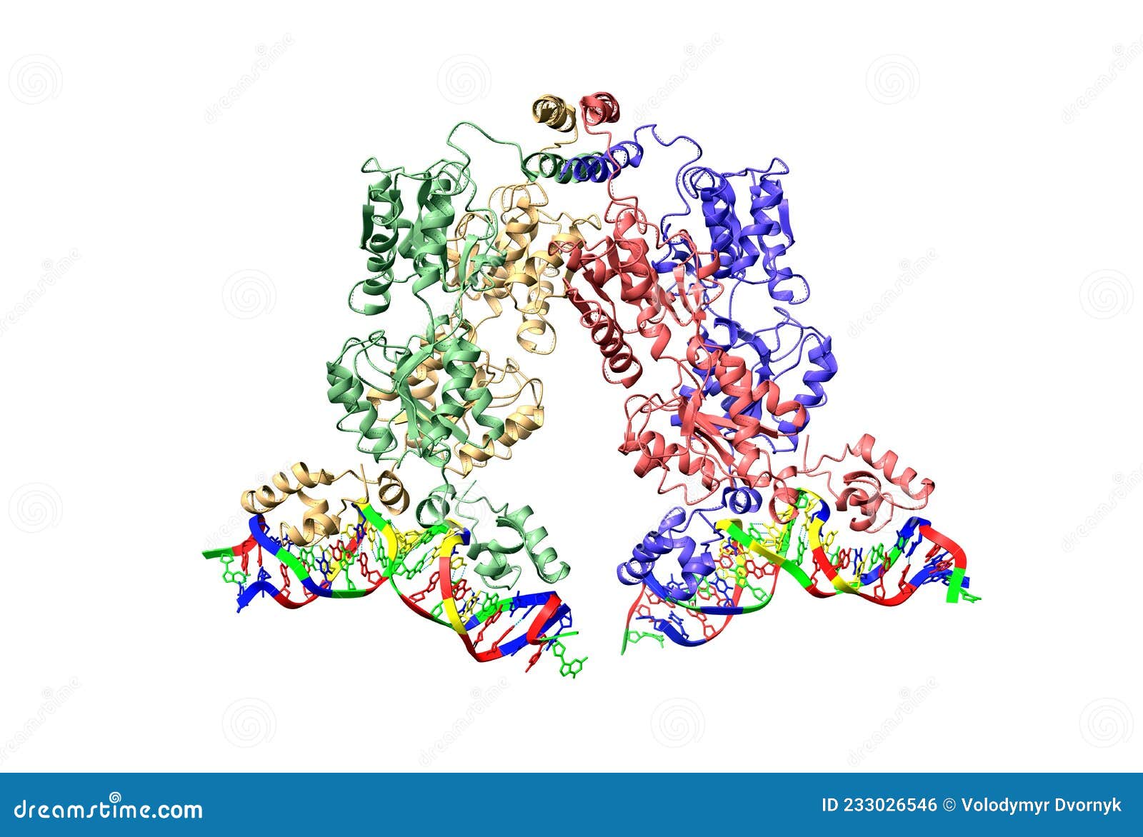 Lactose Operon Repressor of E. Coli Bound To 21-base Pair Symmetric ...
