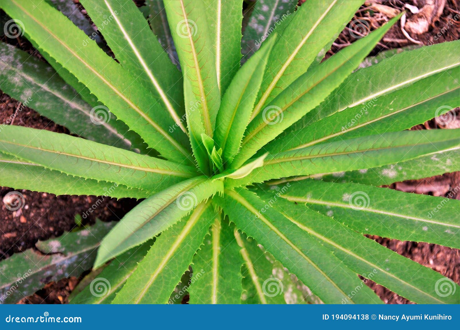 Lactuca Canadensis Growing in the Yard Stock Photo - Image of flowers ...