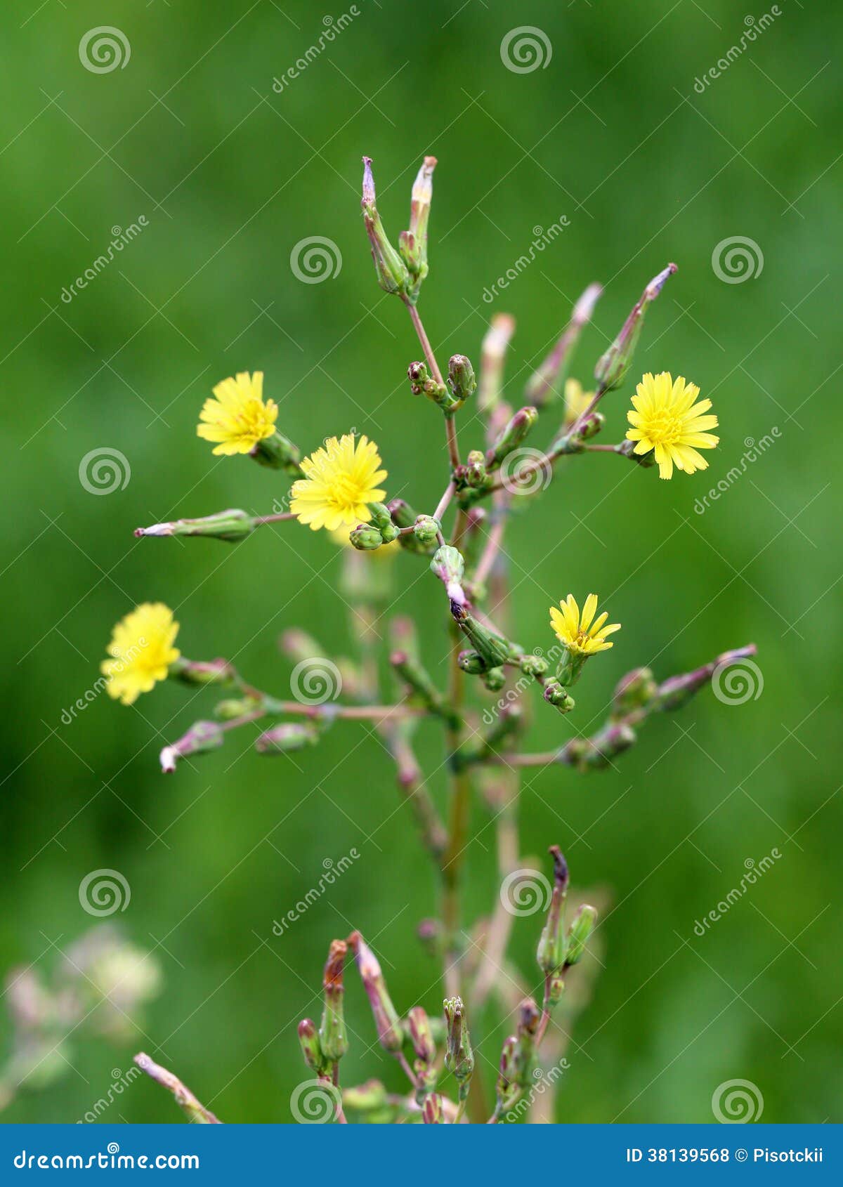Lactuca saligna stock photo. Image of saligna, medicinal - 38139568