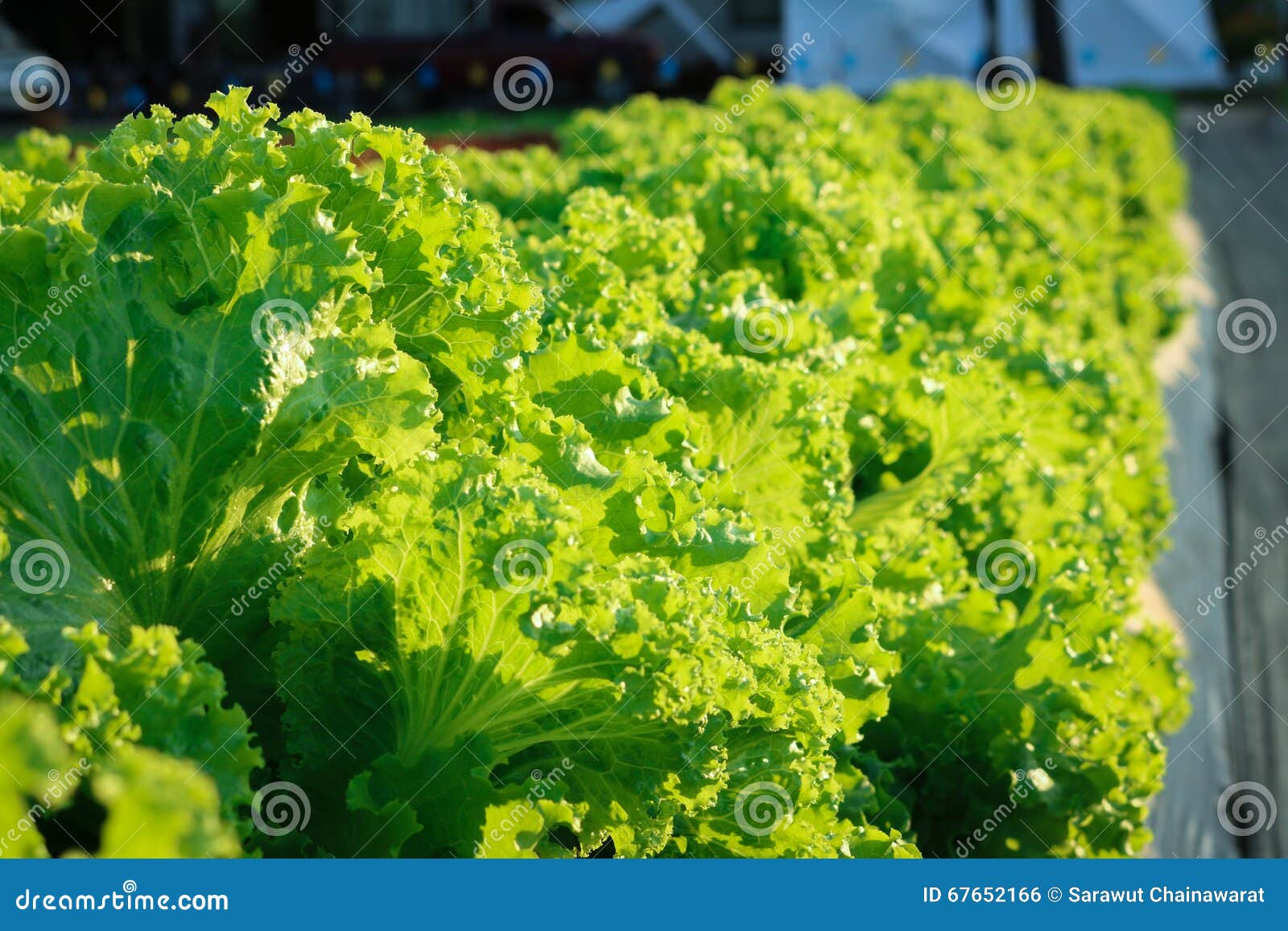 Lactuca sativa stock photo. Image of vegetarian, ingredient - 67652166