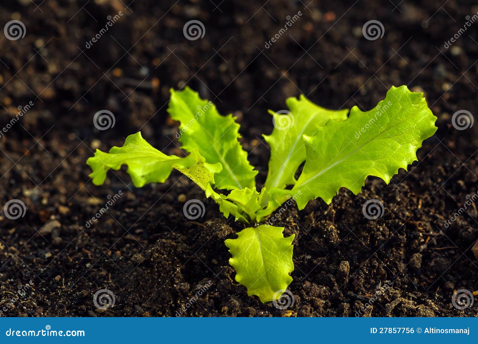Lactuca Sativa - Lettuces Plant Cultivation Stock Photo - Image of ...