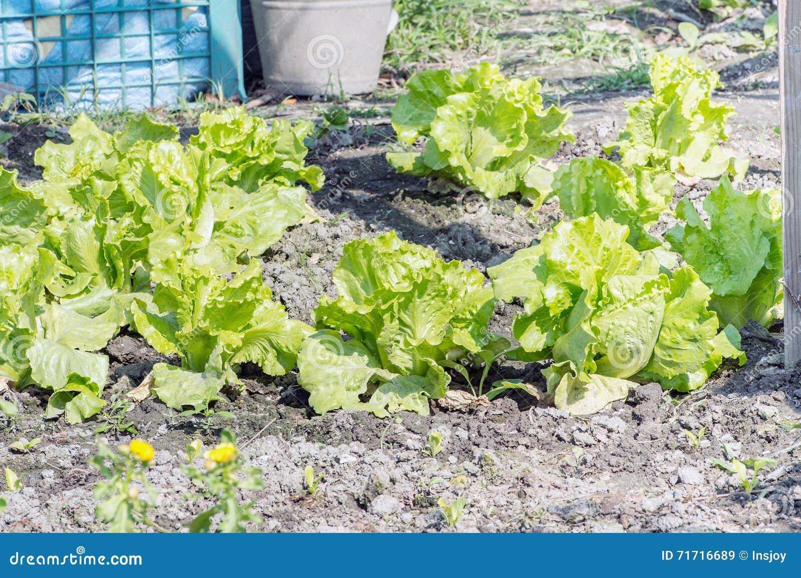 Lactuca Sativa Plant Stock Images - Download 794 Photos