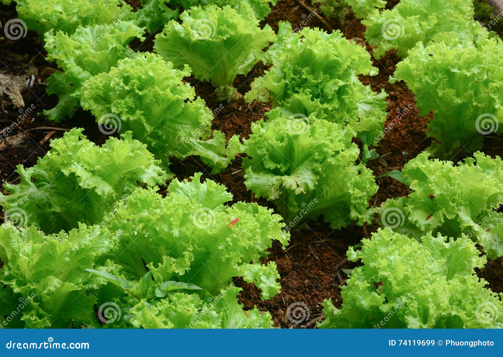 Lactuca sativa plants stock image. Image of plants, mountains - 74119699