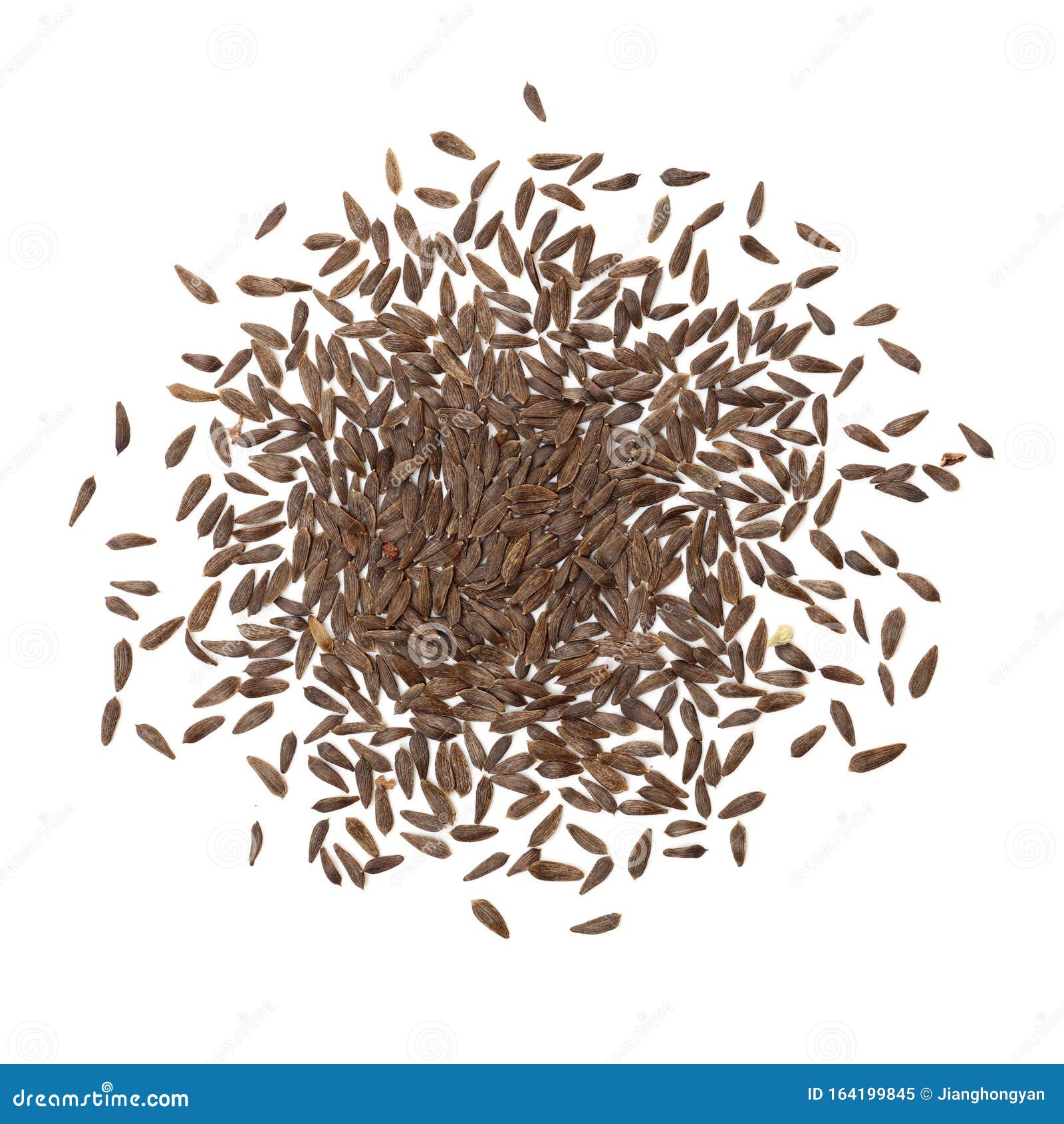 Lactuca sativa var seed stock image. Image of macro - 164199845
