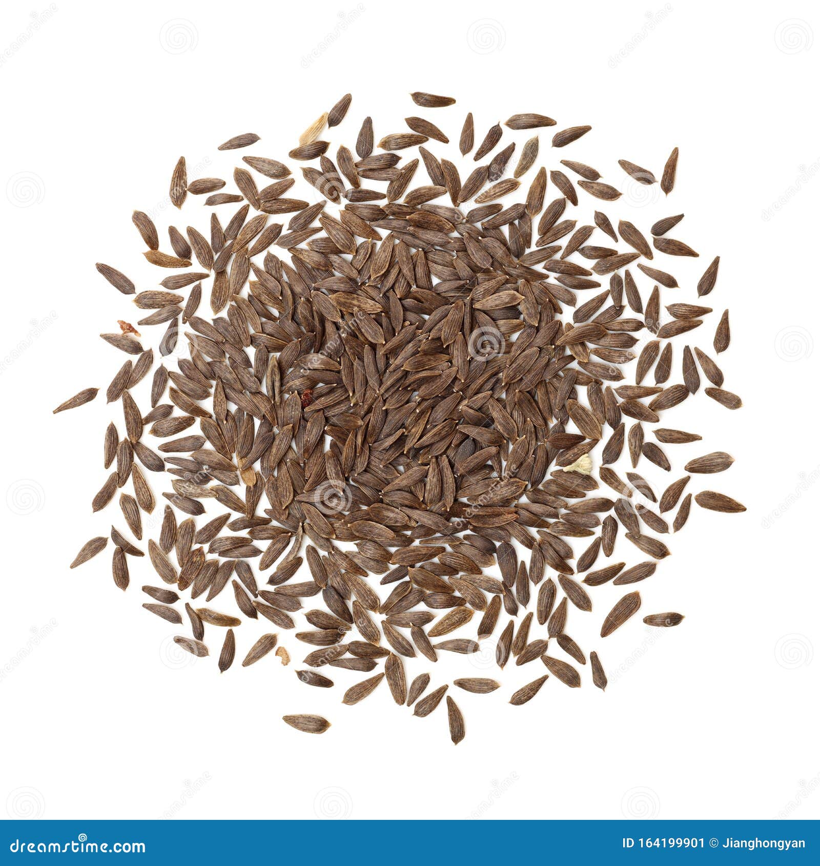 Lactuca sativa var seed stock image. Image of choy, seed - 164199901