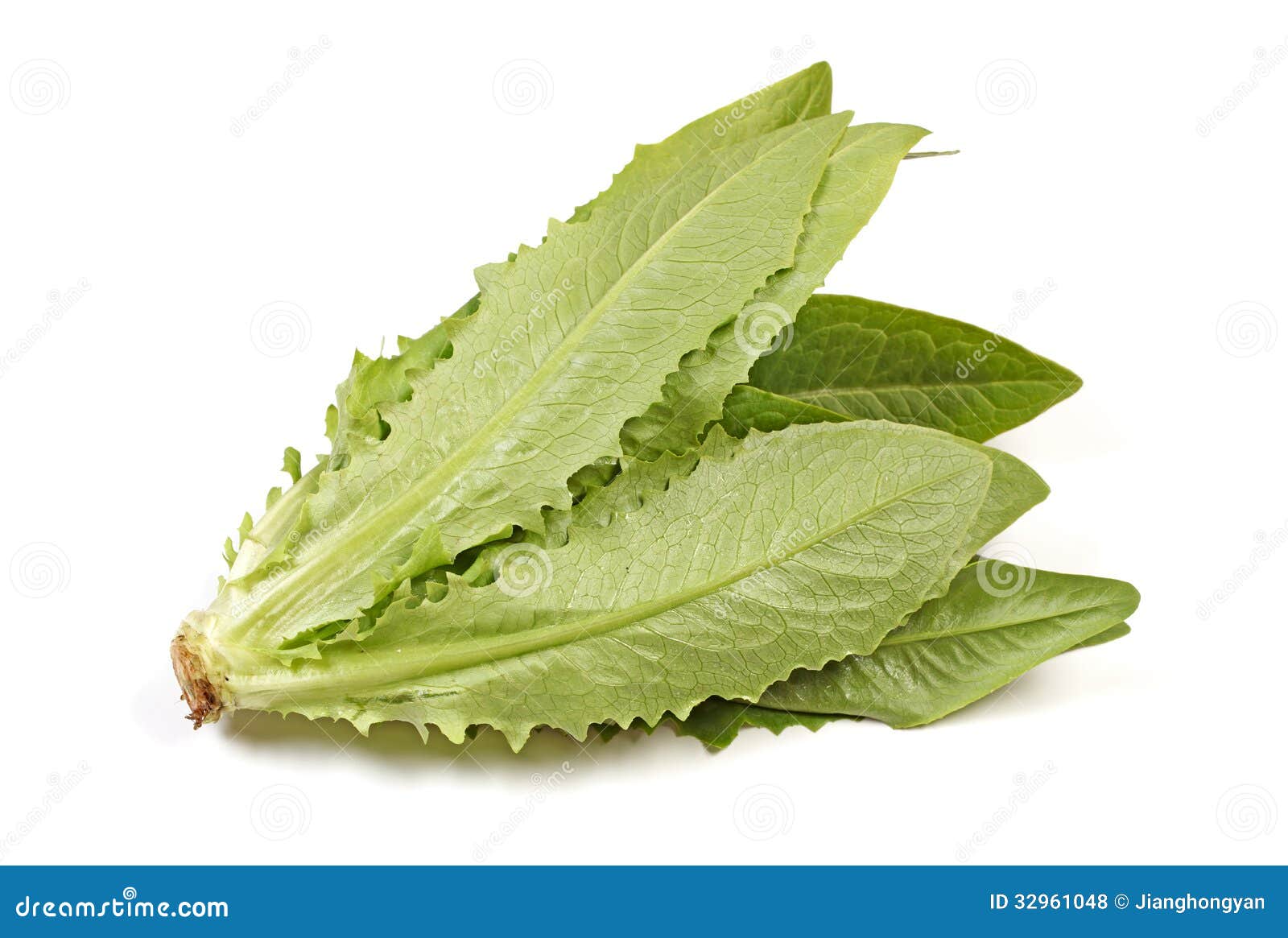 Lactuca sativa stock photo. Image of diet, crop, field - 32961048