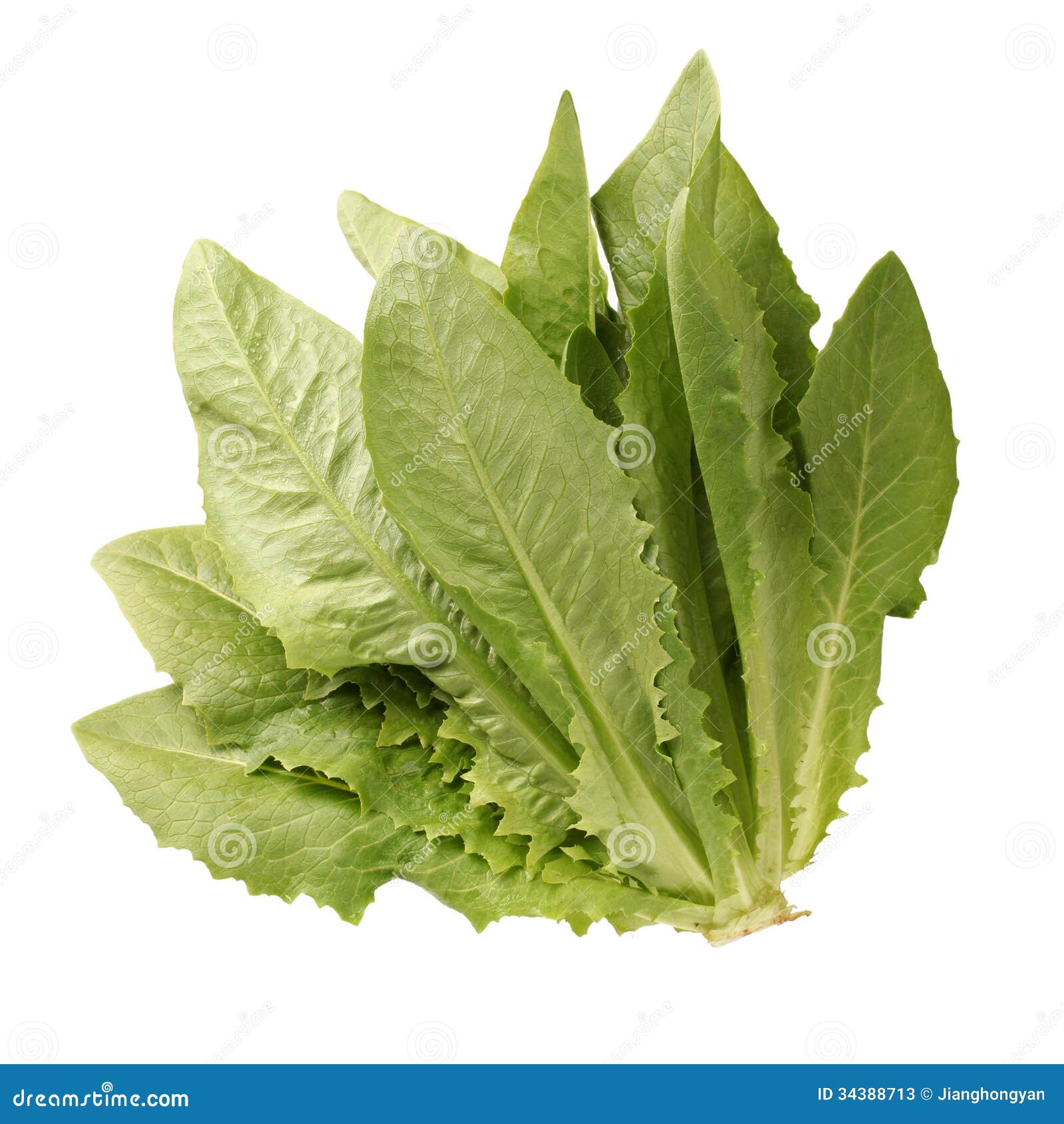 Lactuca sativa stock image. Image of crop, natural, gourmet - 34388713