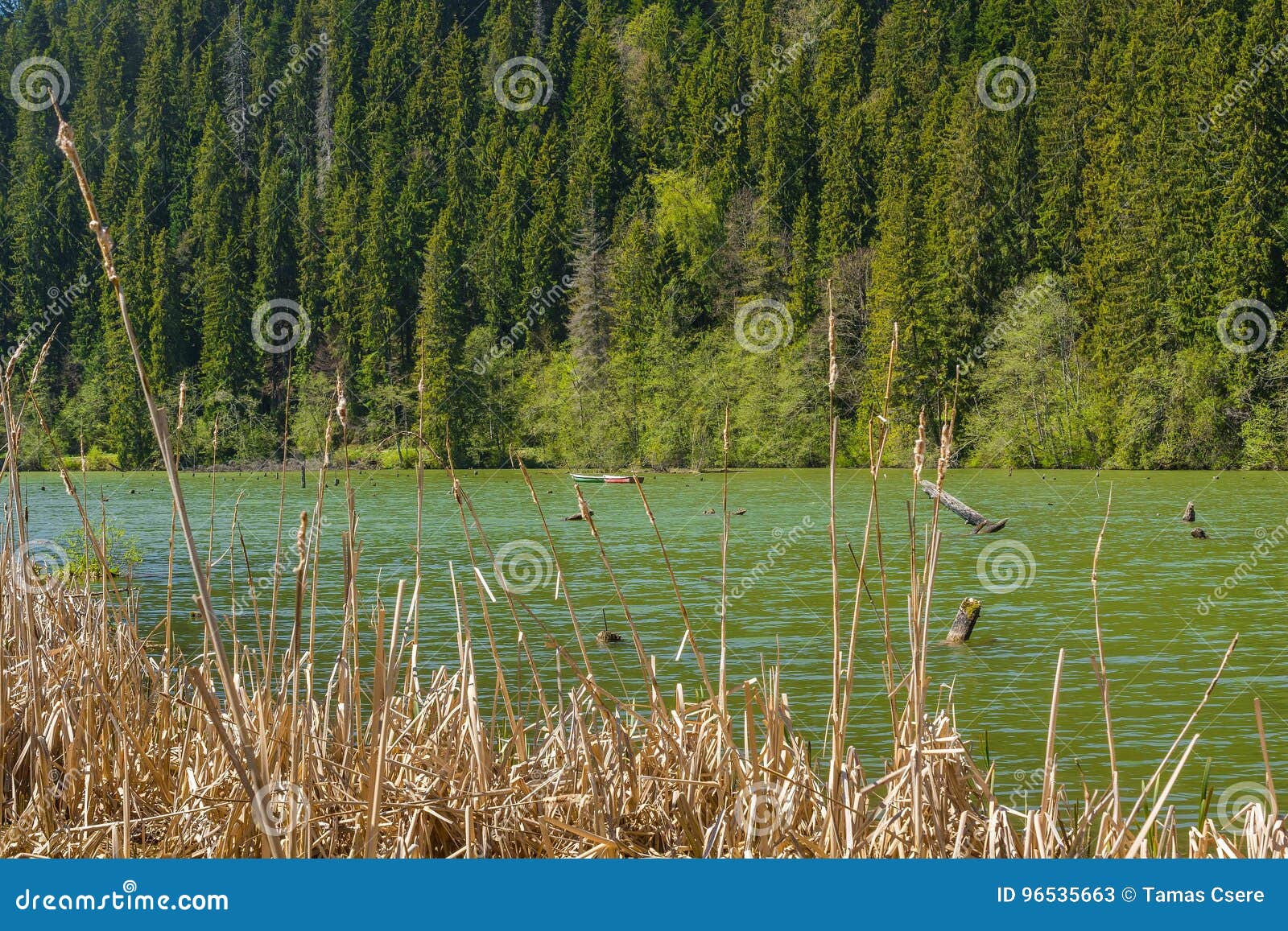 Lacul Rosu - Lago Rosso, Carpathians Orientali, Romania Immagine Stock ...