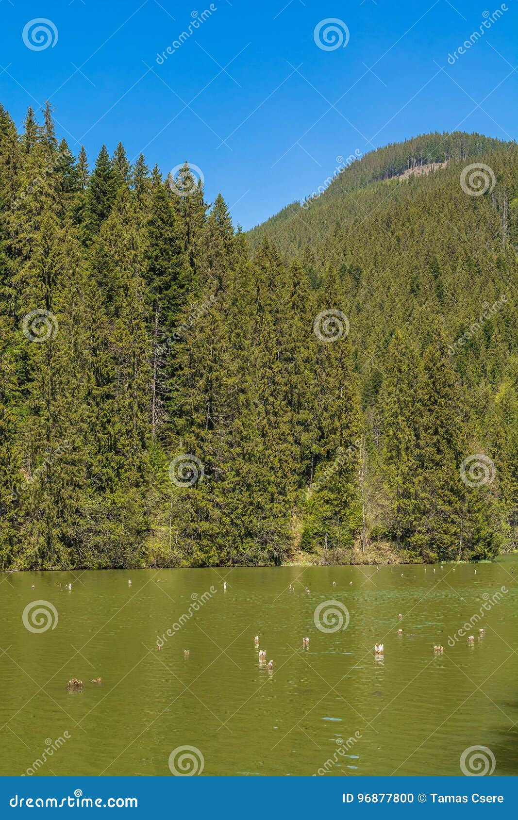 Lacul Rosu - Lago Rosso, Carpathians Orientali, Romania Fotografia ...