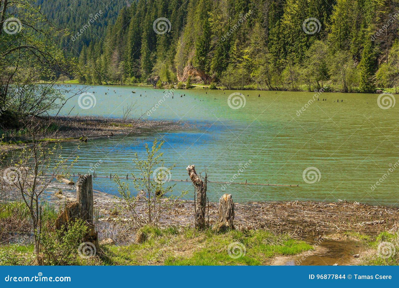 Lacul Rosu - Red Lake, Eastern Carpathians, Romania Stock Photo - Image ...