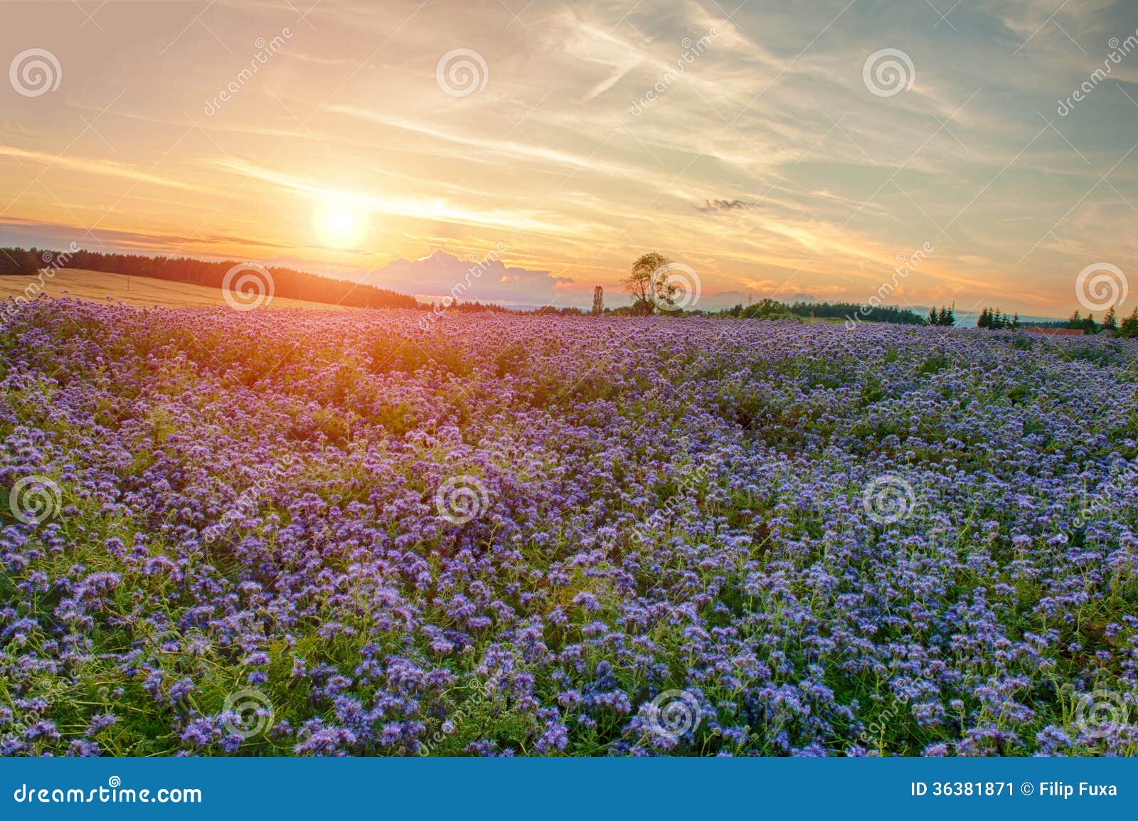 Lacy phacelia field stock image. Image of meadow, sunset - 36381871